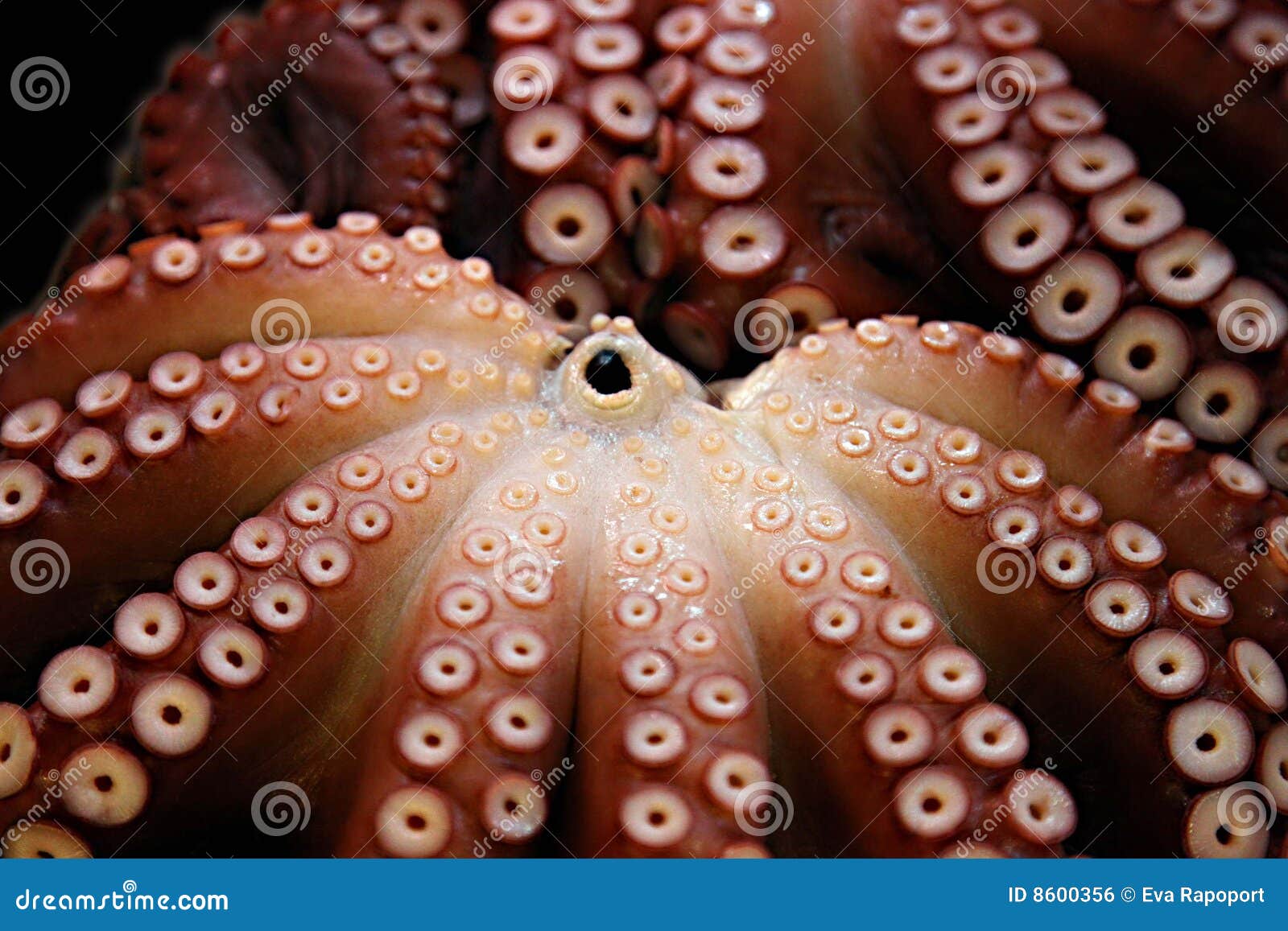 Two octopuses stock photo. Image of sell, market, black - 8600356
