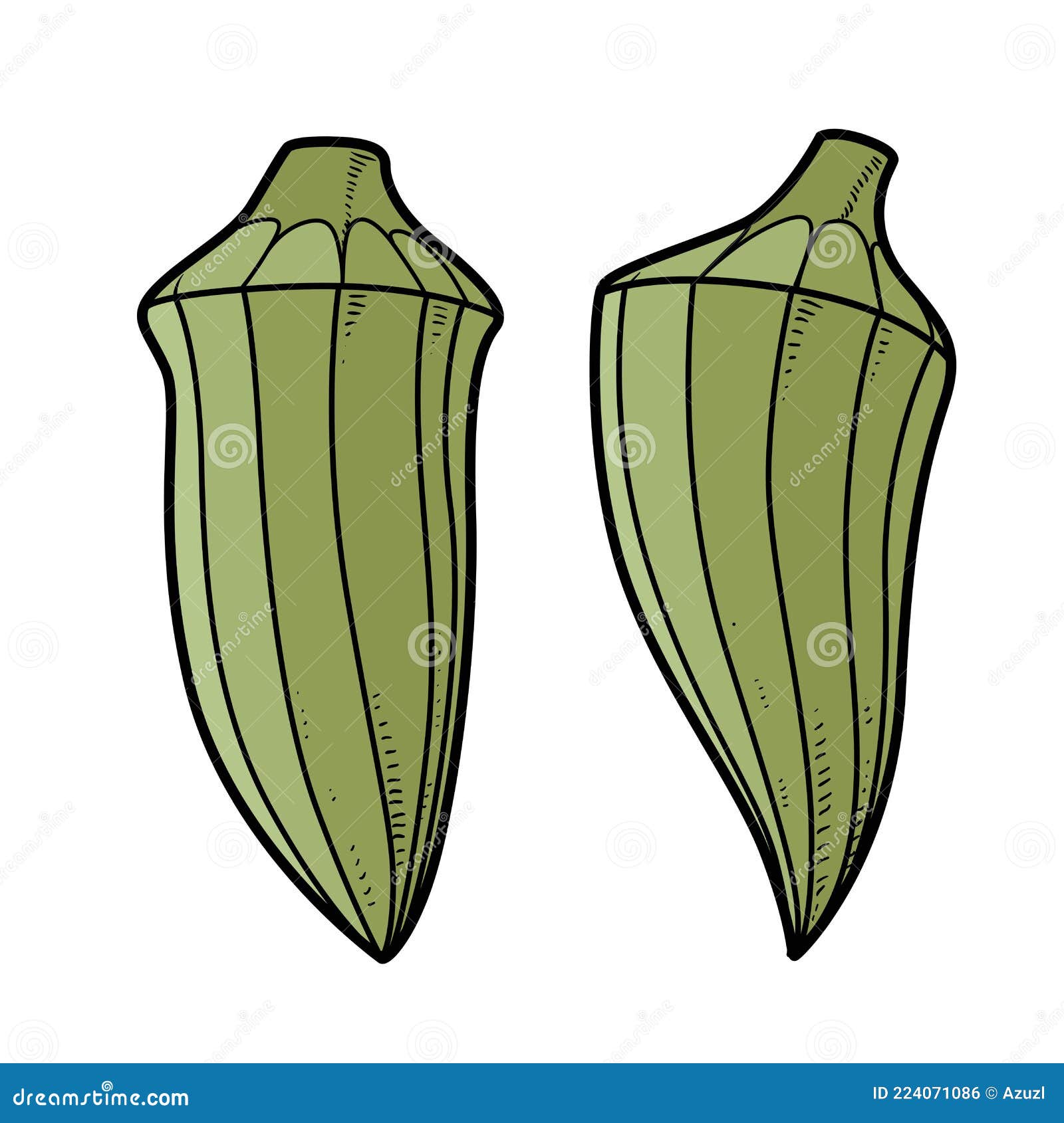 Two Okra Color Variation for Coloring Page Isolated on White Stock ...