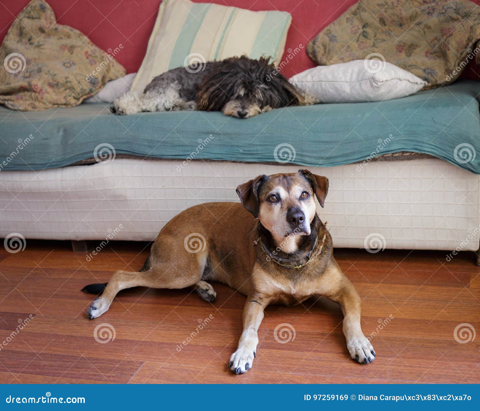 Two old dogs relaxing stock image. Image of breed, indoors - 97259169