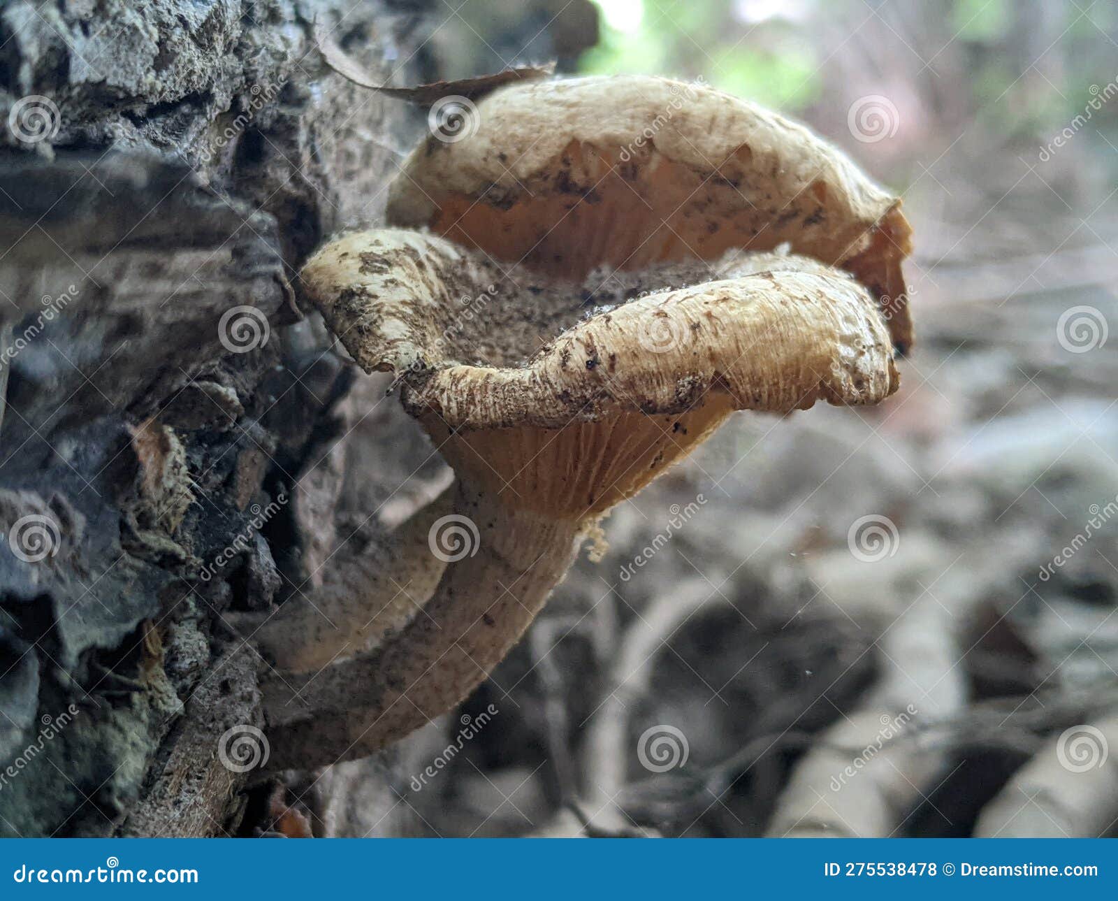 Two Old Edible Mushrooms Known As Lentinus Tigrinus Stock Photo - Image ...