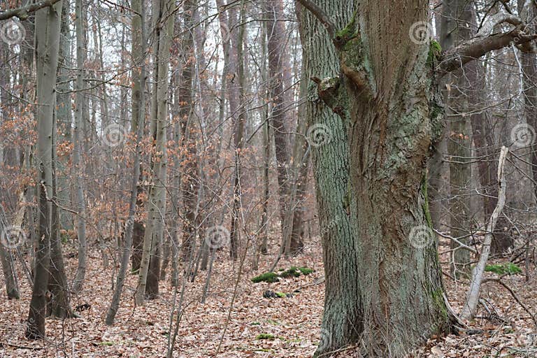 Two old Fellows stock image. Image of seniors, dominant - 269338735