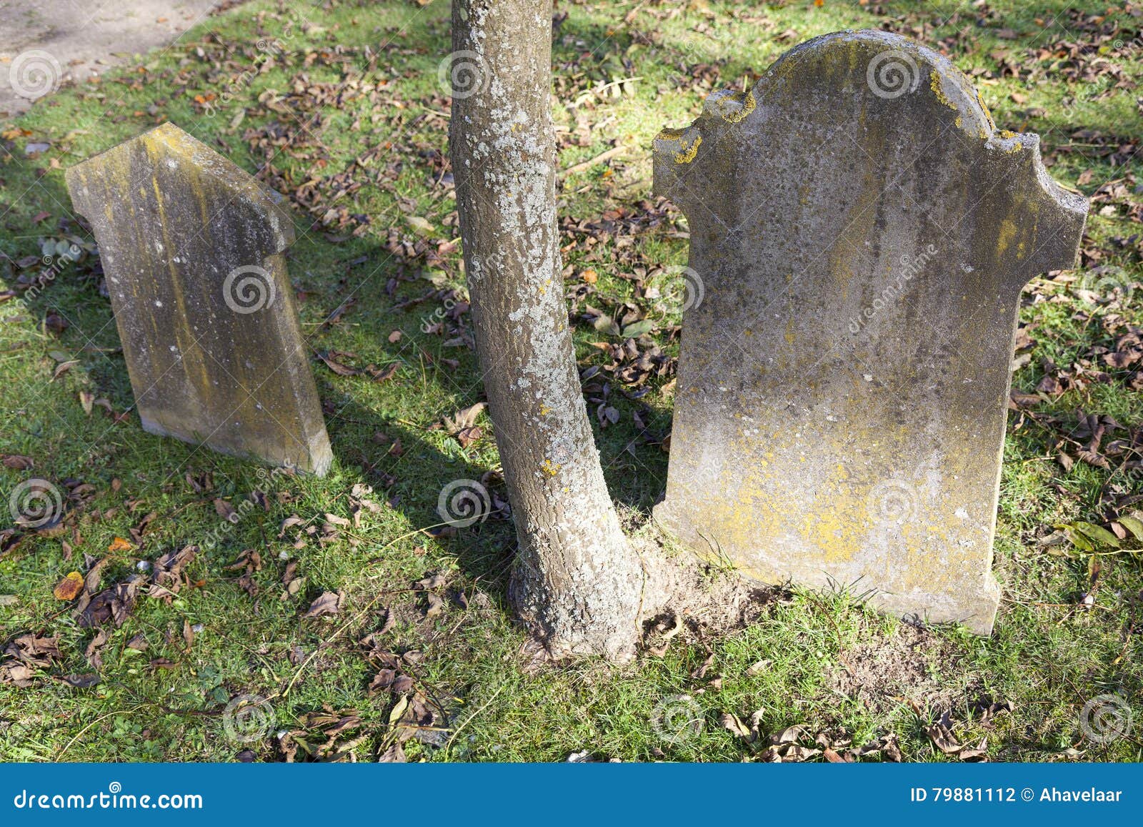 Two Old Gravestones and Trunk of Tree on Old Cemetery in the Net Stock ...