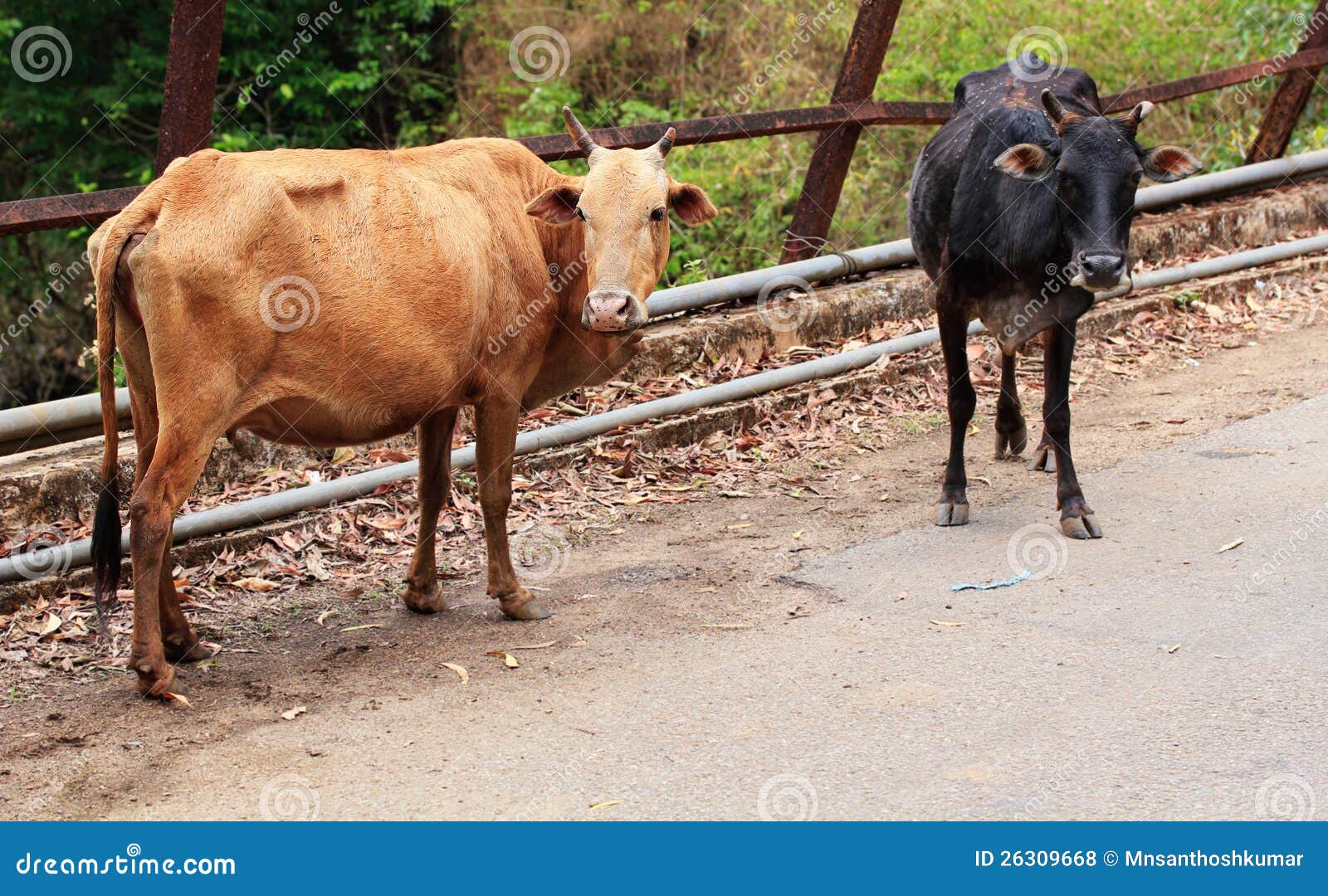 Two Old,hungry & Weak Cows of Brown & Black Color Stock Photo - Image ...