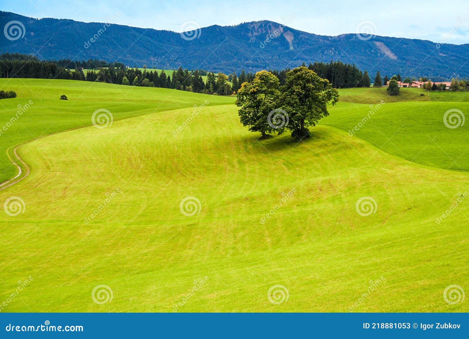 Two Old Oak Trees in an Alpine Meadow Stock Image - Image of beautiful ...