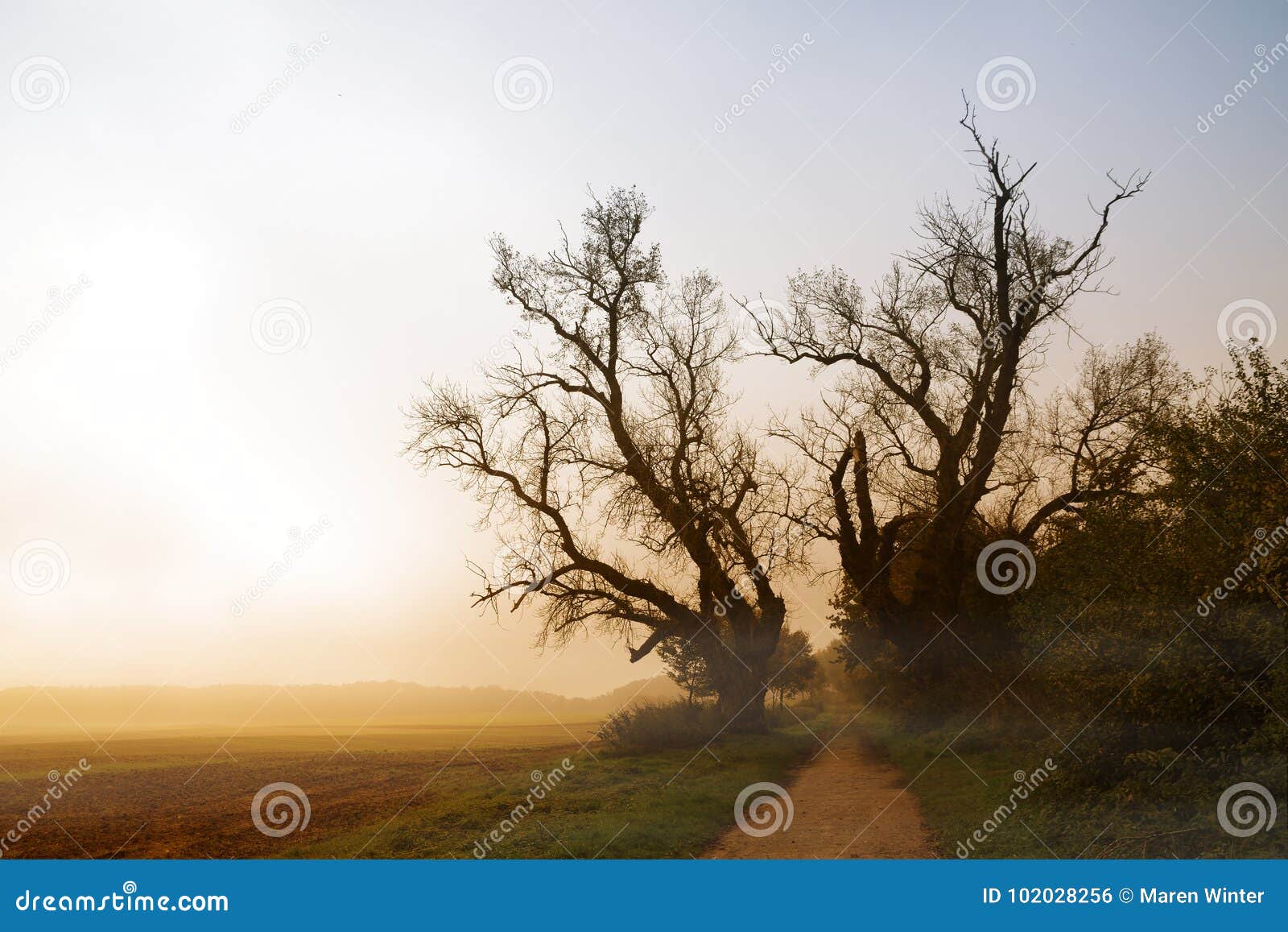 Two Old Poplar Trees with Bare Branches at a Path Next To a Field in ...