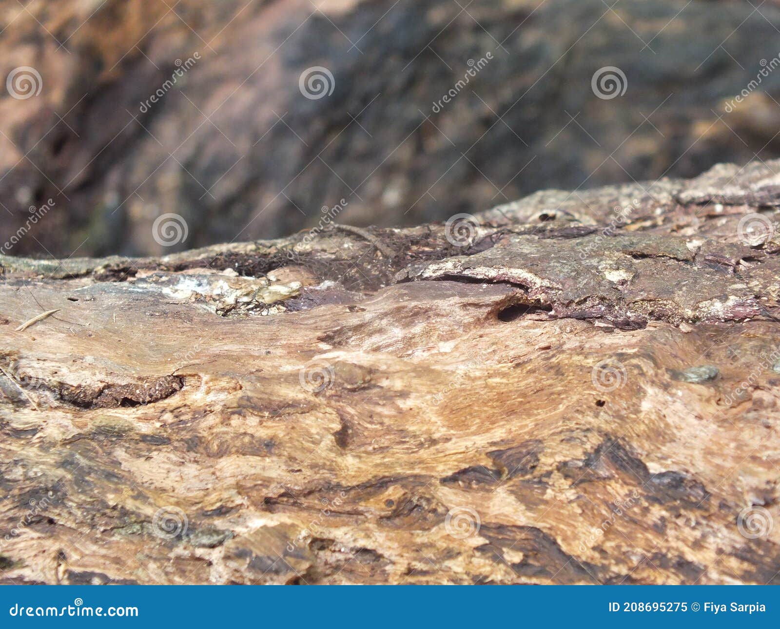 Two old rotten trees stock image. Image of leaf, soil - 208695275