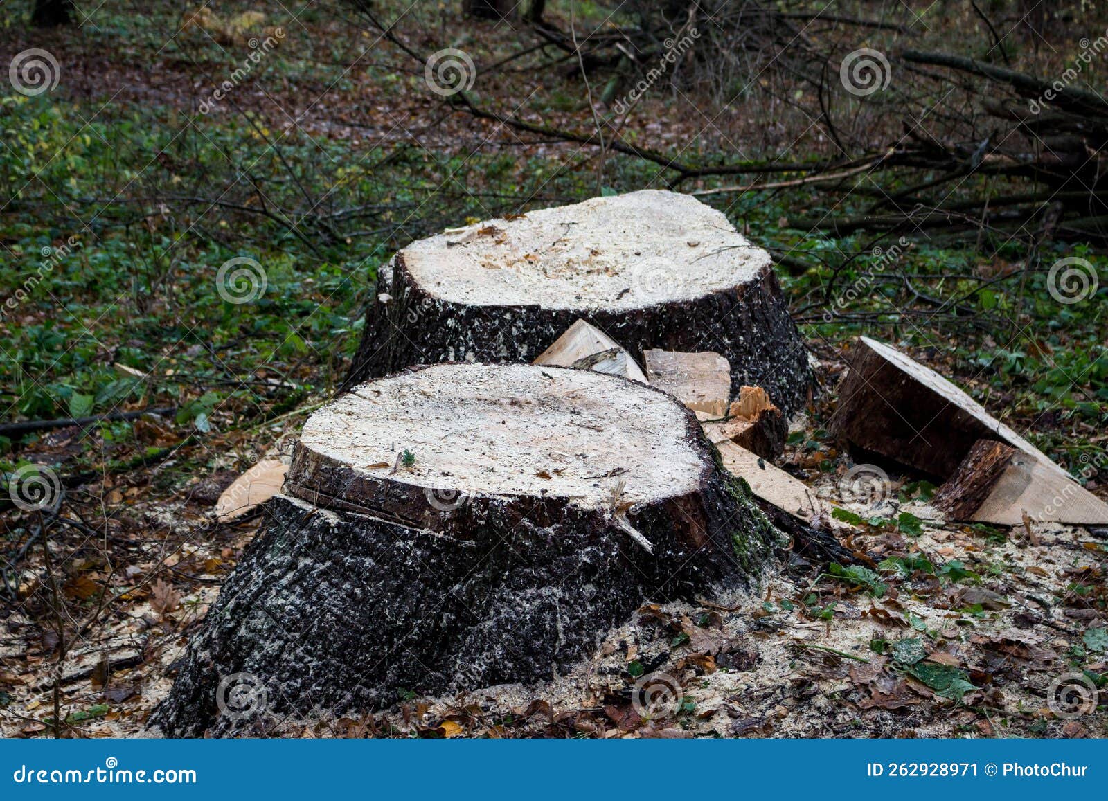 Two Old Thick Spruce Trees Cut Down at the Root Stock Image - Image of ...
