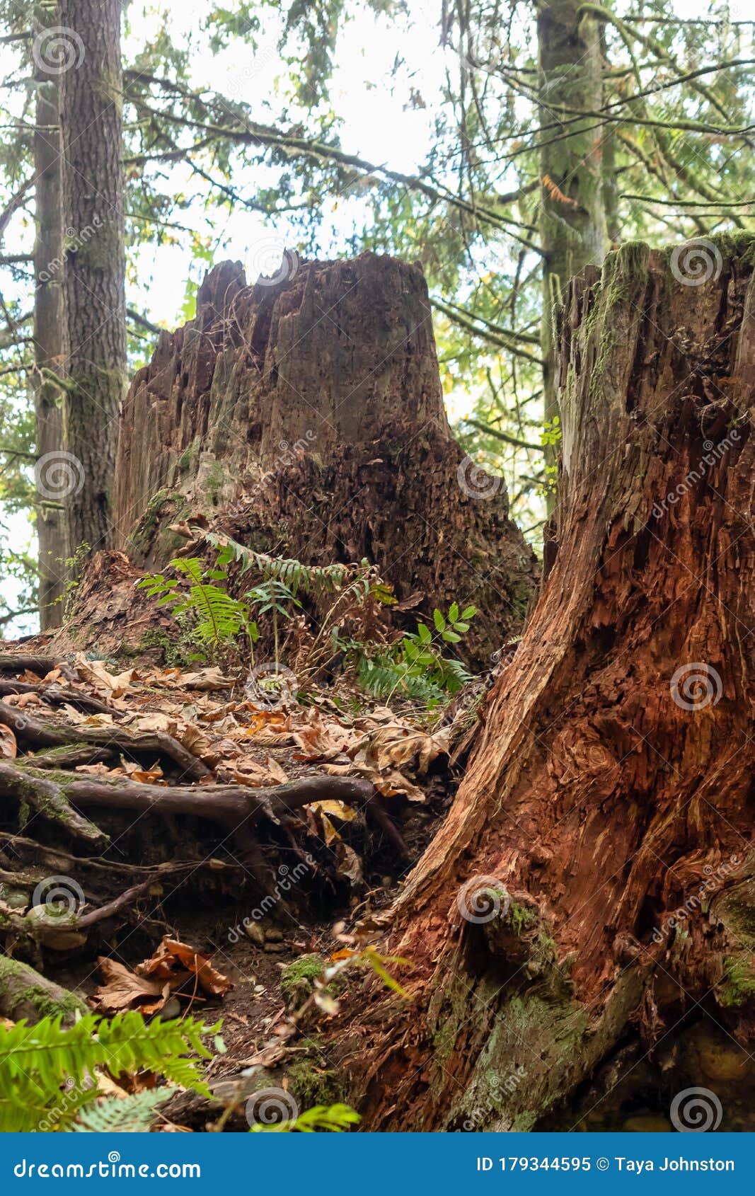 Two Decaying Tree Stumps in the Middle of the Forest Stock Image ...