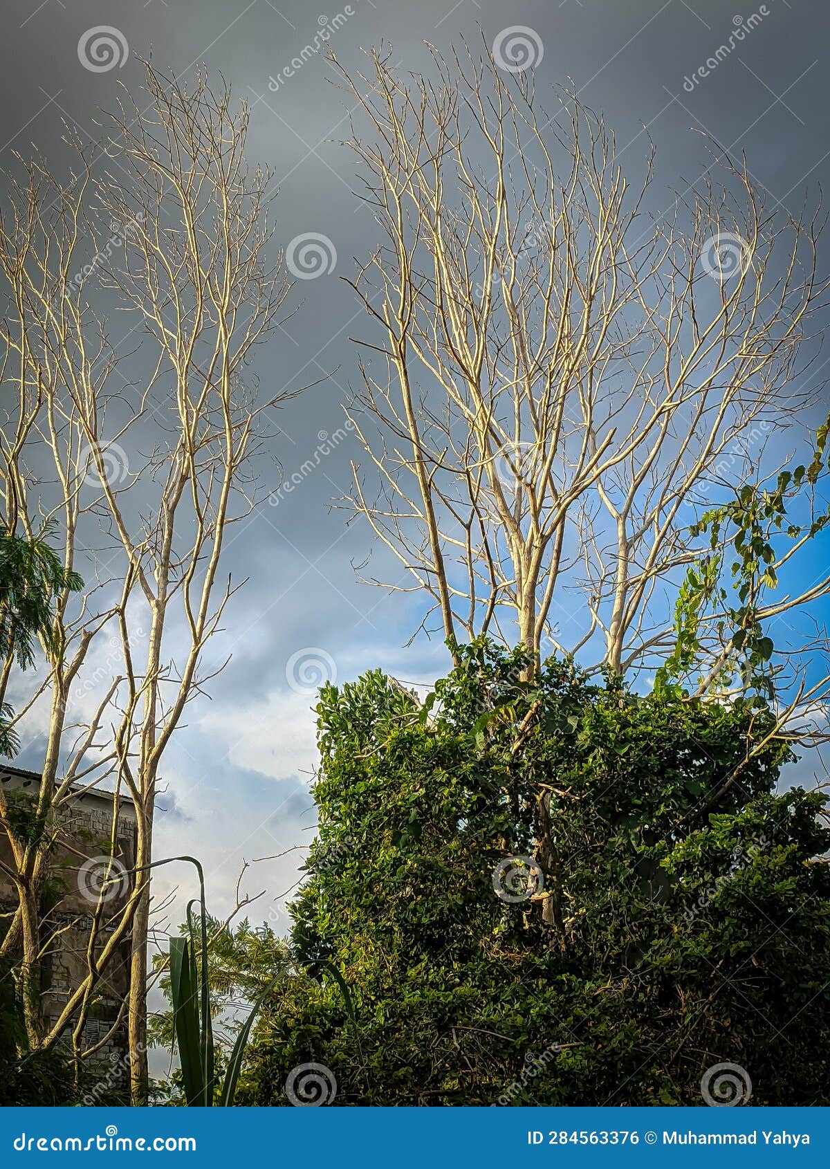 Two Old Trees without Leaves Still Towering Stock Photo - Image of towering, leaves: 284563376