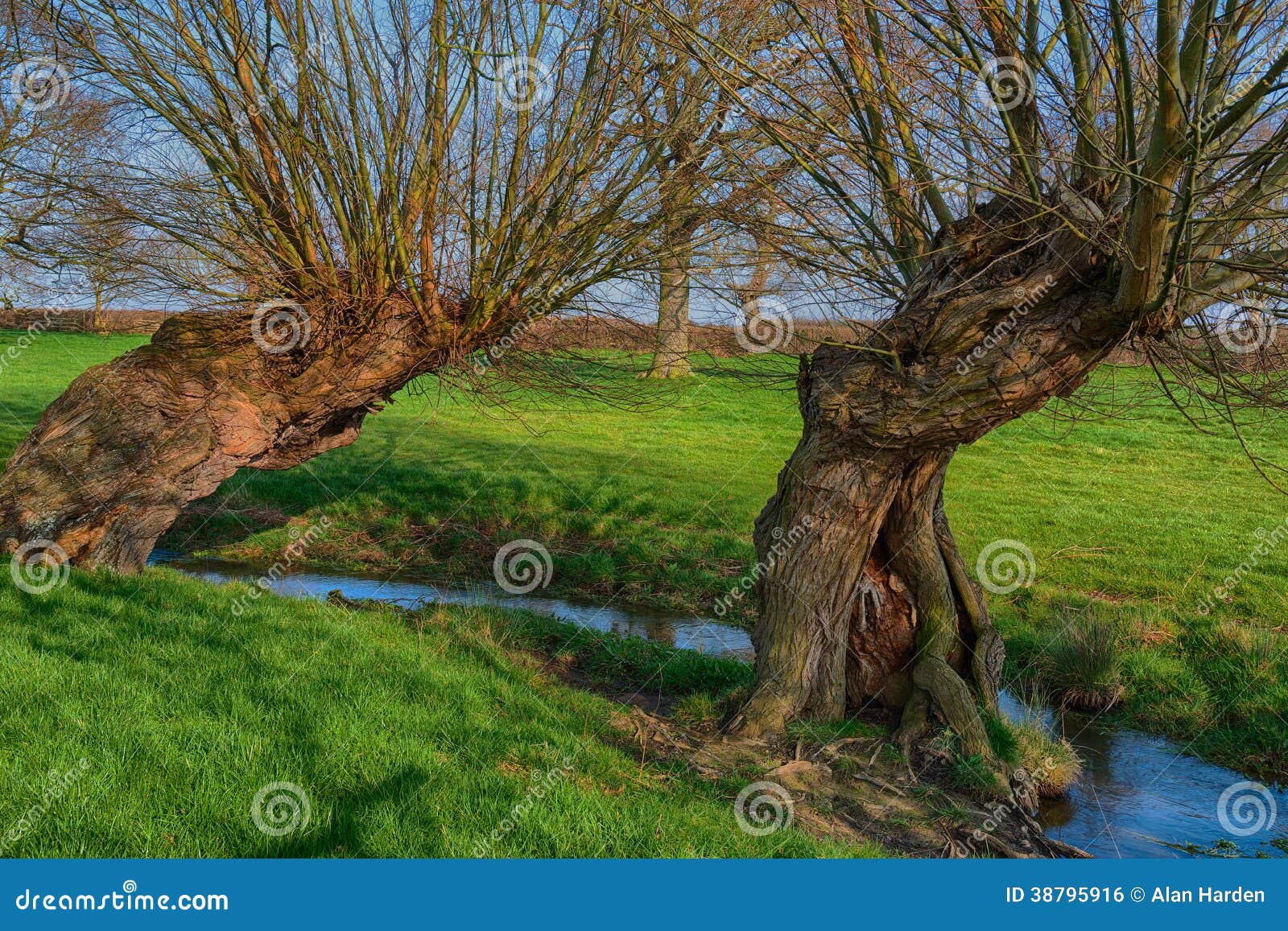 Two old trees by stream stock photo. Image of roots, outdoors - 38795916