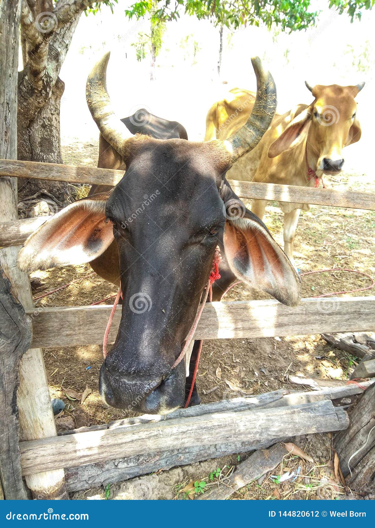 Two Old and Weak Cows Looking Hungry Stock Photo - Image of collection ...