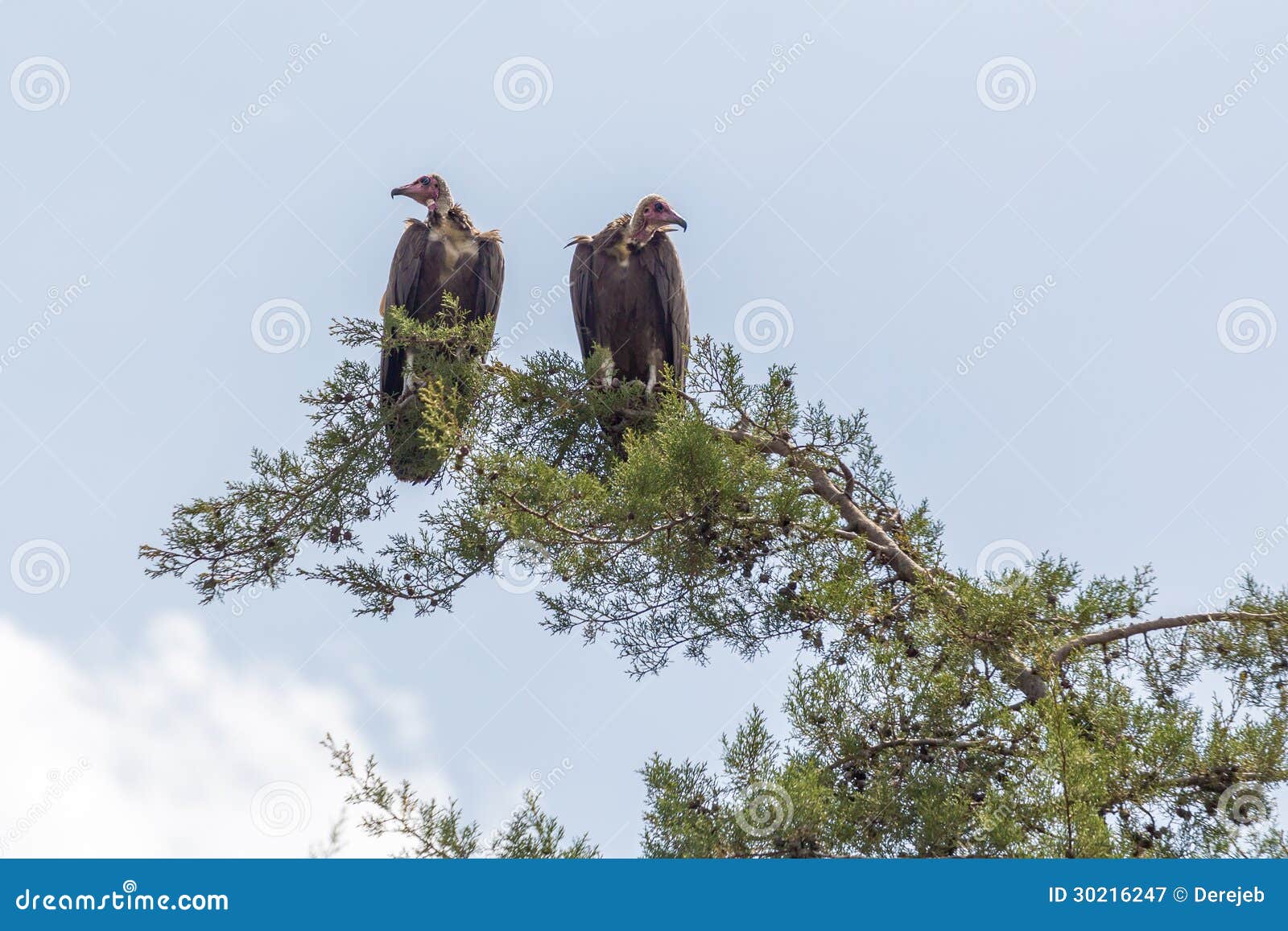 Vulture stock image. Image of animal, scavenging, vulture - 30216247