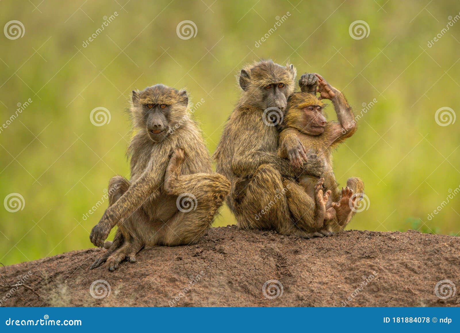 Two Olive Baboons Sit Cuddling beside Another Stock Photo - Image of ...