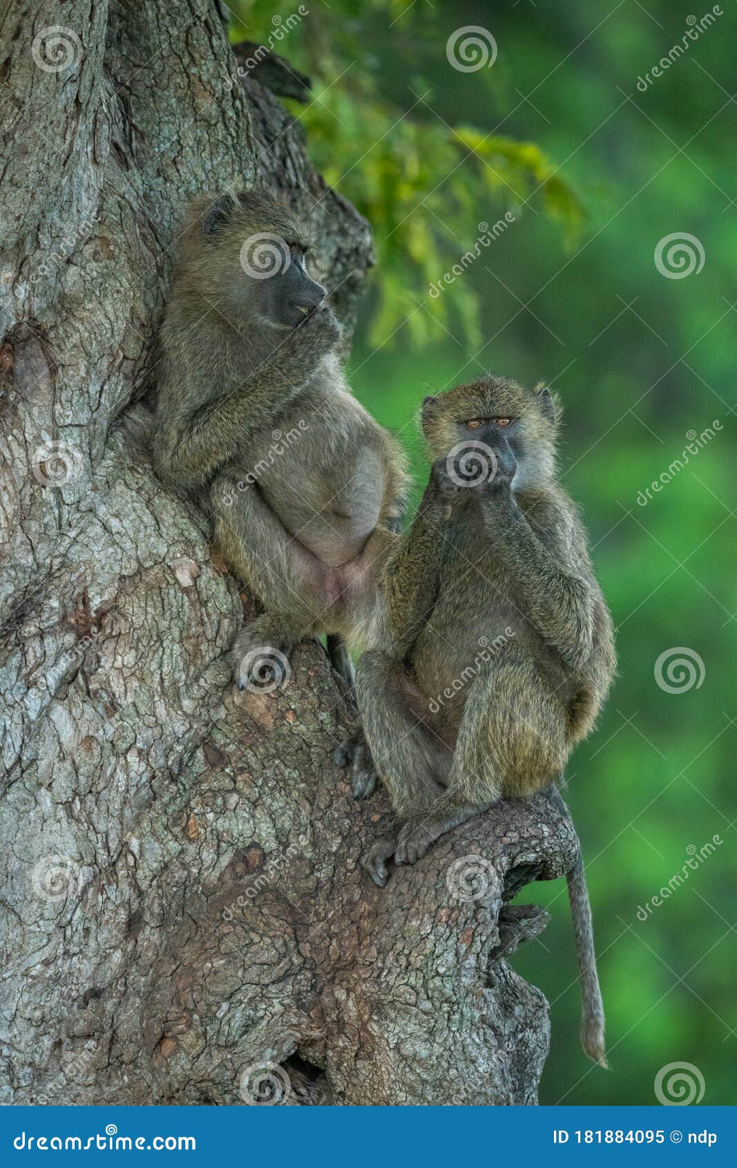 Two Olive Baboons Sit in Tree Relaxing Stock Image - Image of african ...