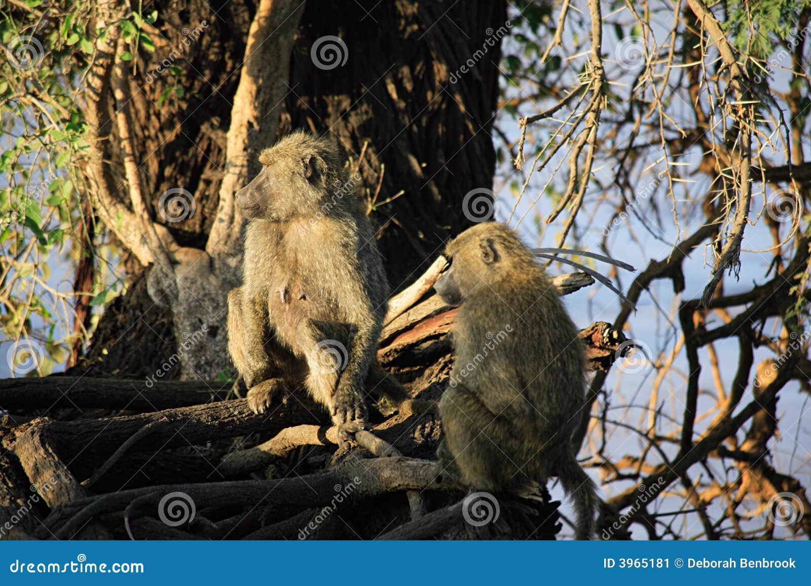 Two Olive Baboons in a Tree Stock Image - Image of baboon, masai: 3965181