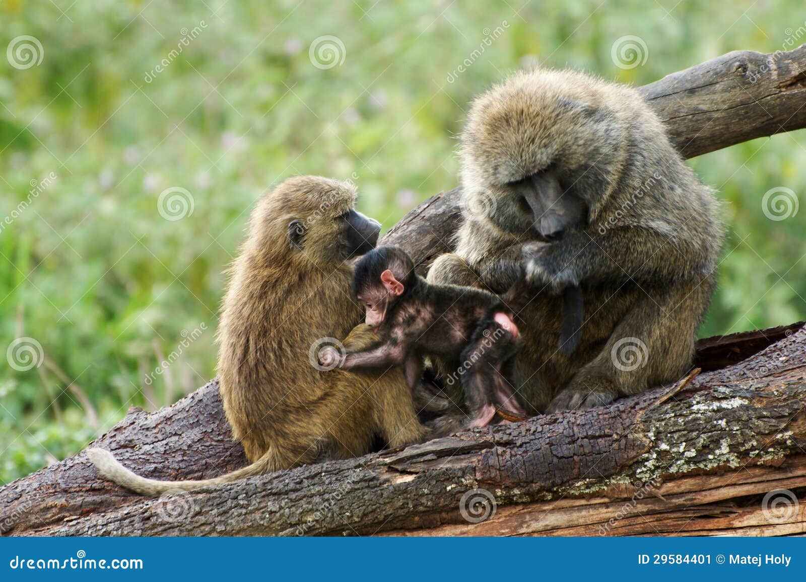 Two Olive Baboons With A Young One Stock Image - Image of safari ...