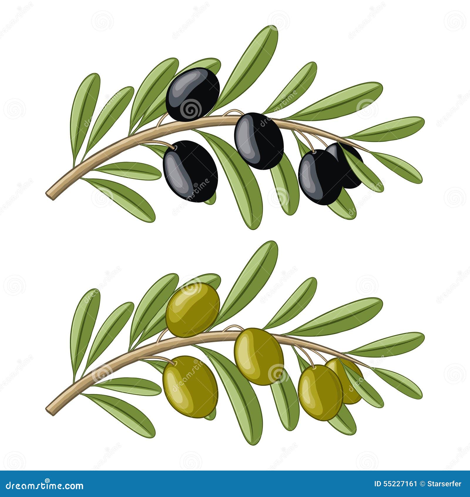Two olive branches stock vector. Illustration of cooking - 55227161