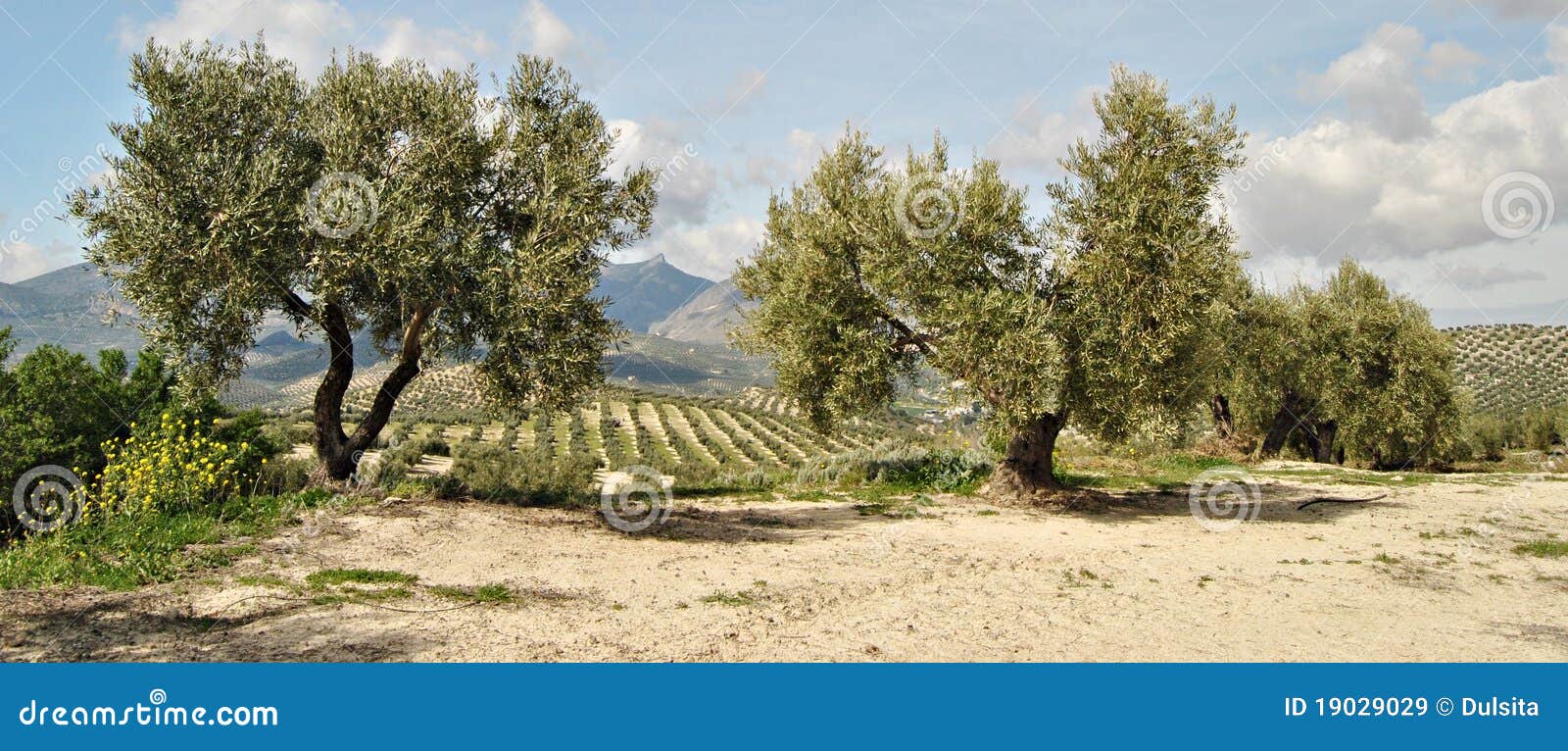 Two olive trees stock image. Image of forest, nature - 19029029