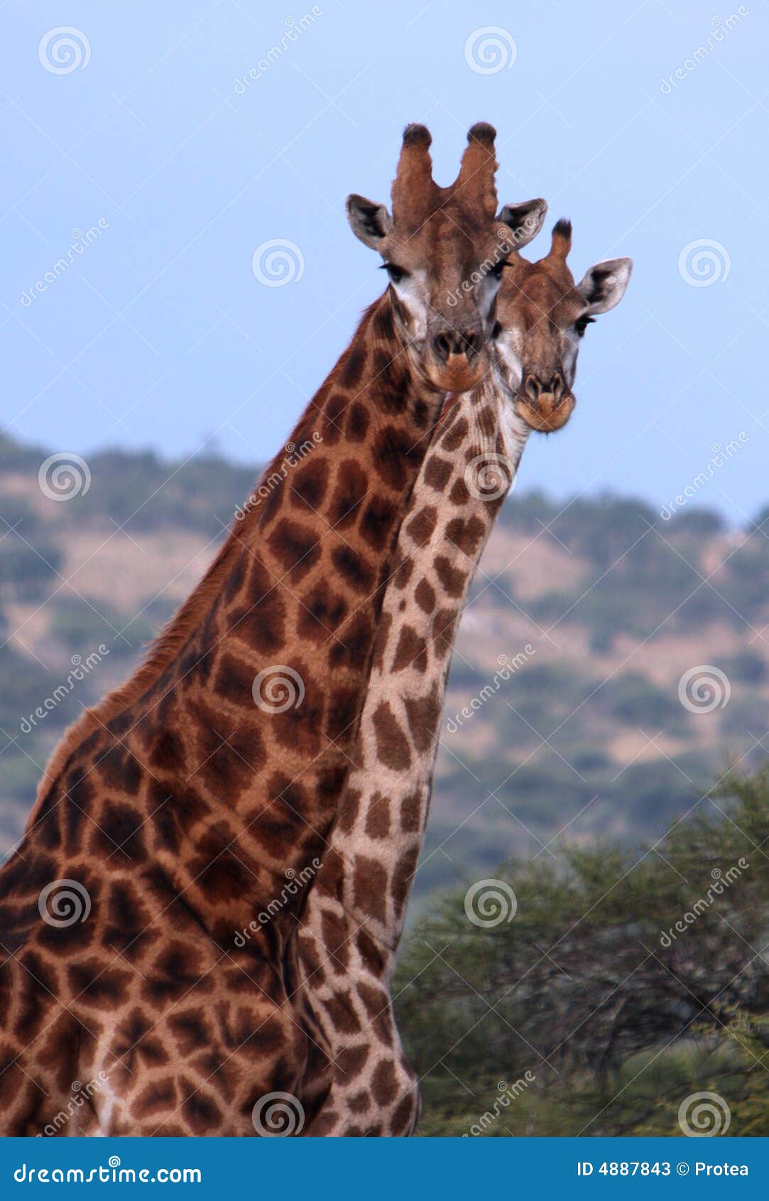 Two in one. Giraffes. stock image. Image of conservation - 4887843