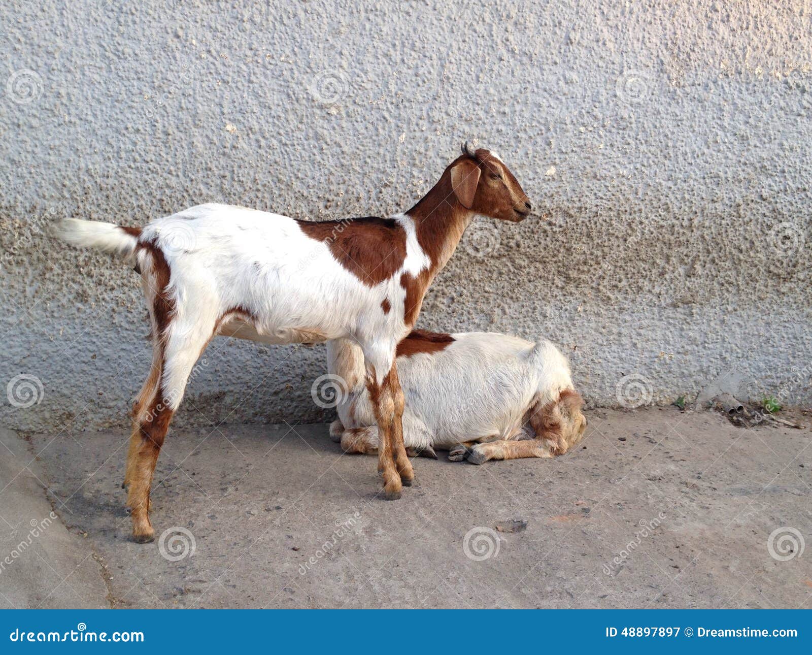 Two in one stock image. Image of position, goats, single - 48897897