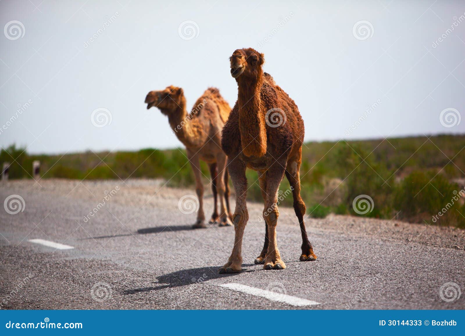 One-humped Camels on the Road Stock Image - Image of beast, landscape ...