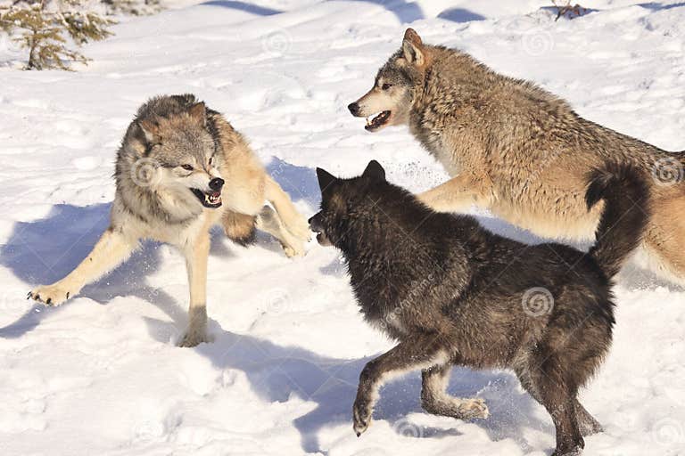 Two on one stock image. Image of carnivore, canine, claws - 84197921