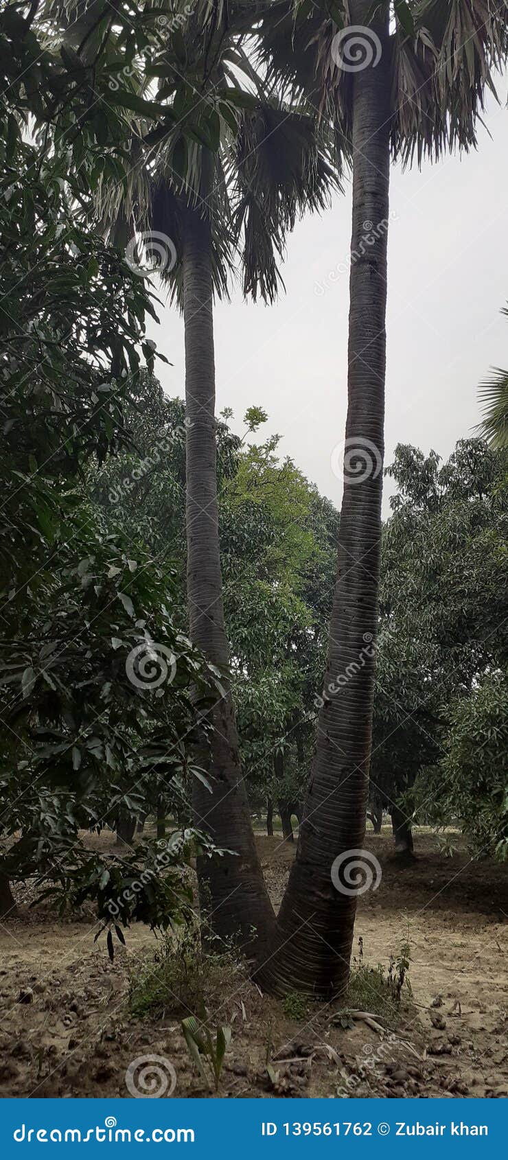 Two in one stock photo. Image of tree, taad, nice - 139561762