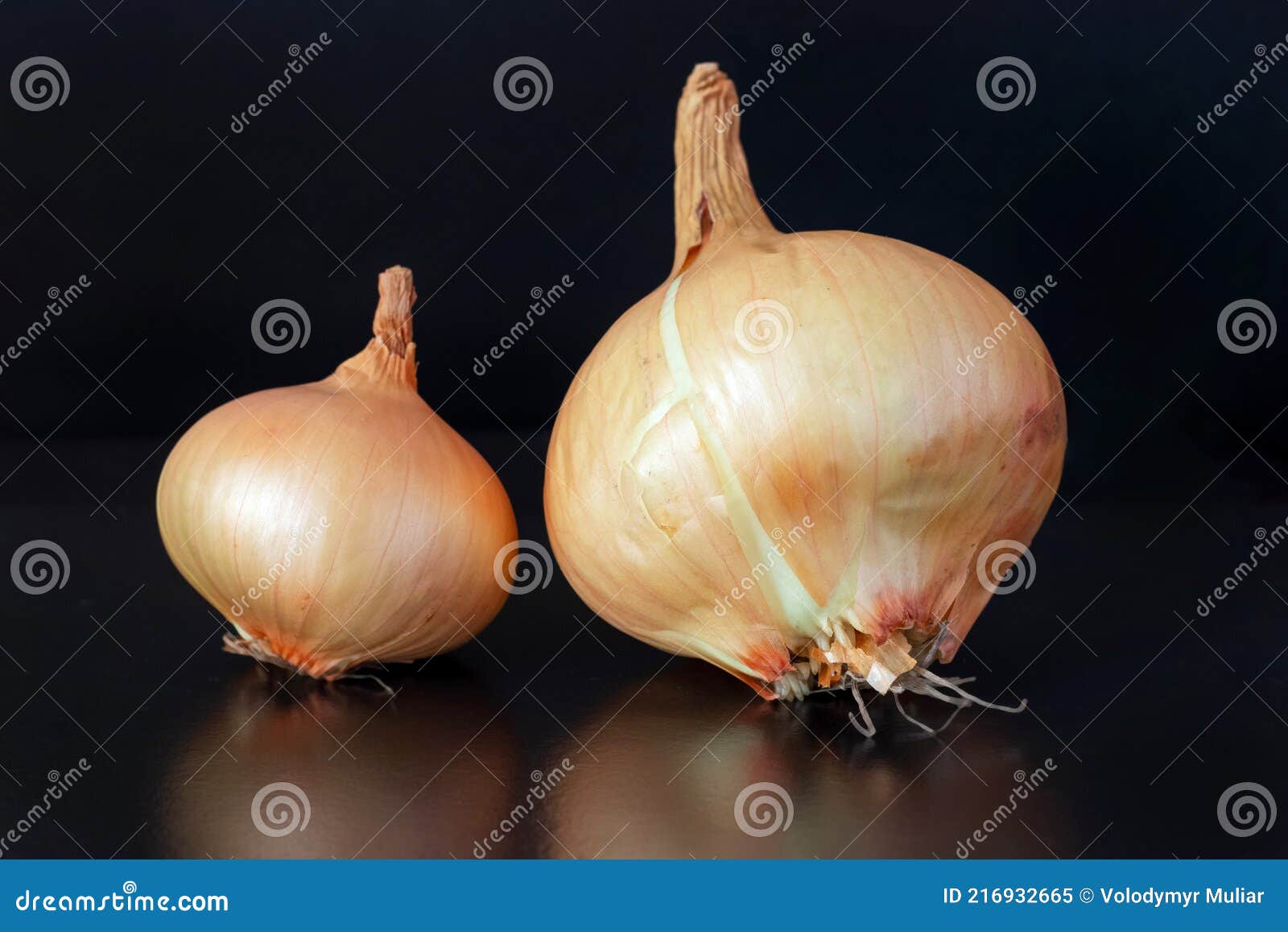 Two Onion of Different Sizes on a Black Background Stock Image - Image ...