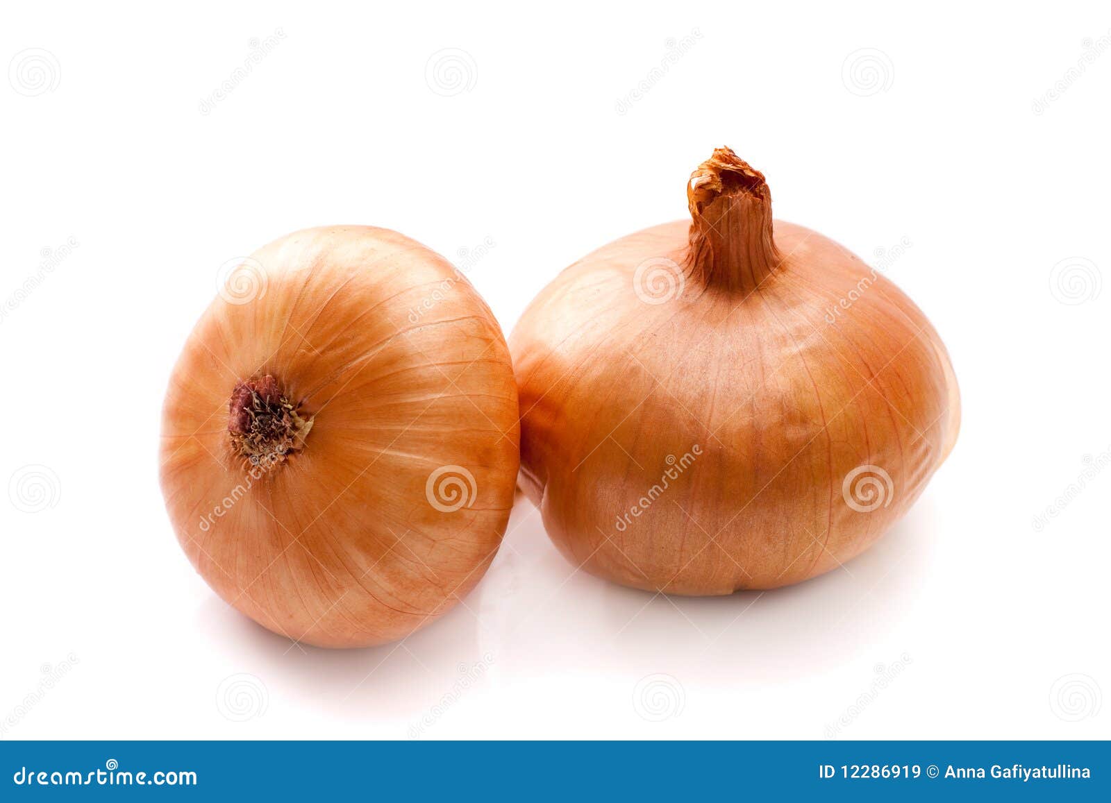 Two onions stock image. Image of vegetable, healthy, cooking - 12286919