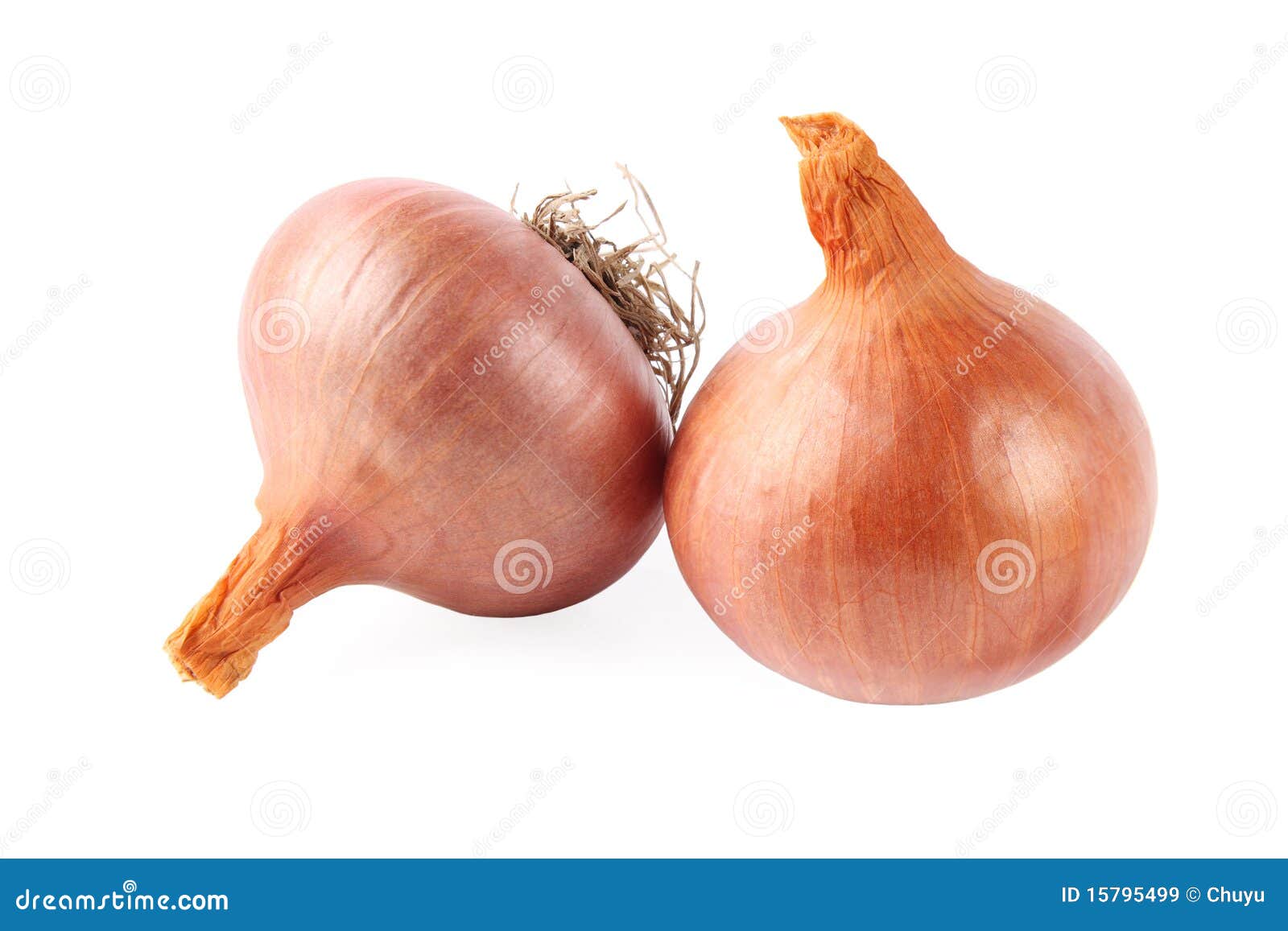 Two onions stock image. Image of tasty, healthy, produce - 15795499