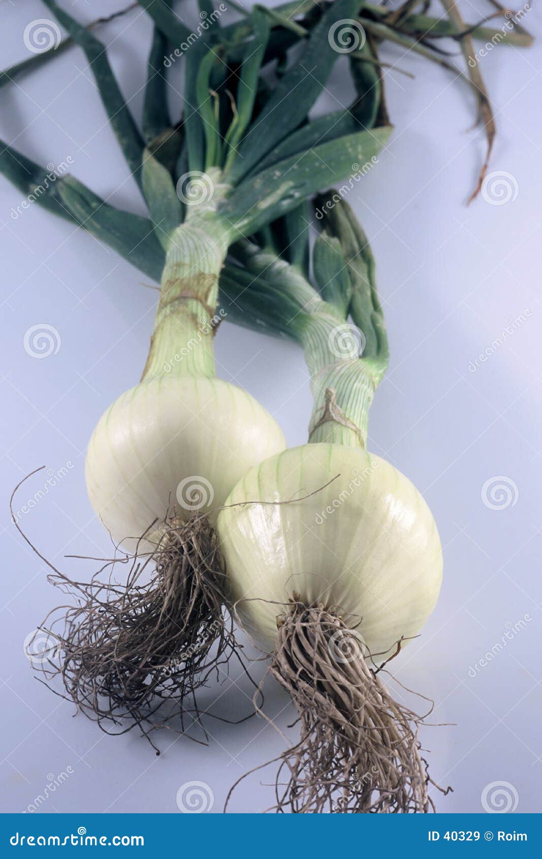Two onions stock image. Image of harvest, season, root, roots - 40329