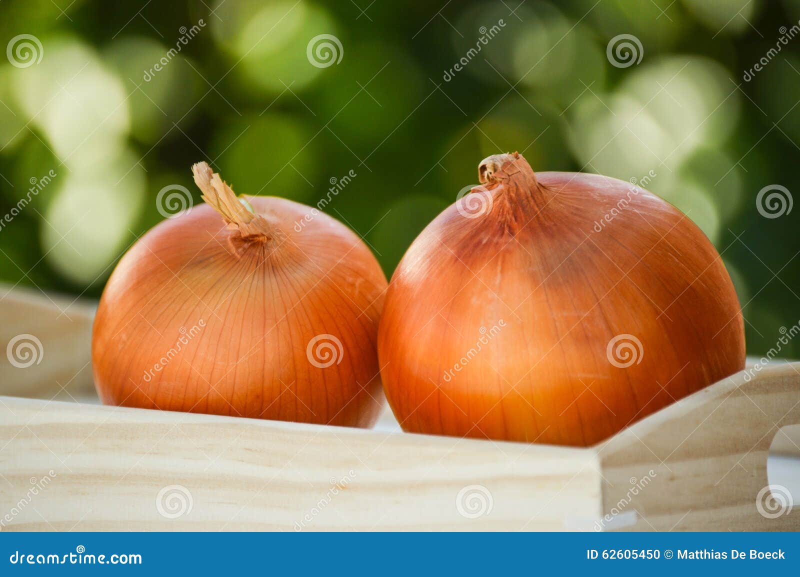 Two onions stock photo. Image of onions, plate, healthy - 62605450