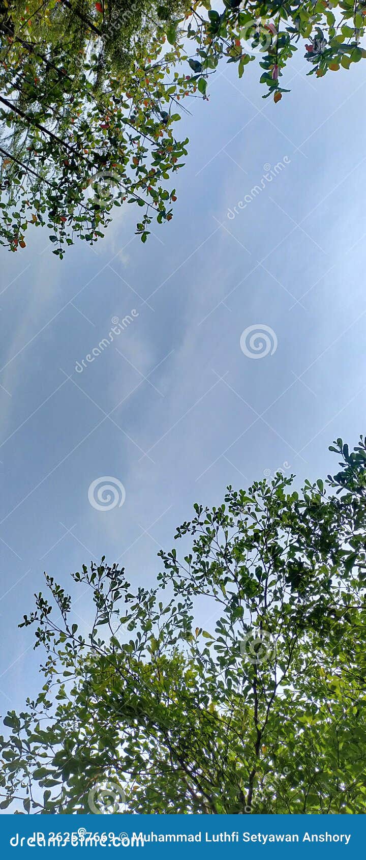 Two Opposite Trees on the Top Left and Bottom Right Decorated with a ...