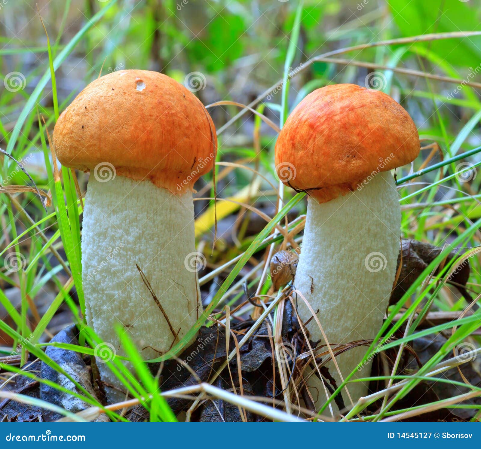 Two orange-cap boletus stock image. Image of autumn, plant - 14545127