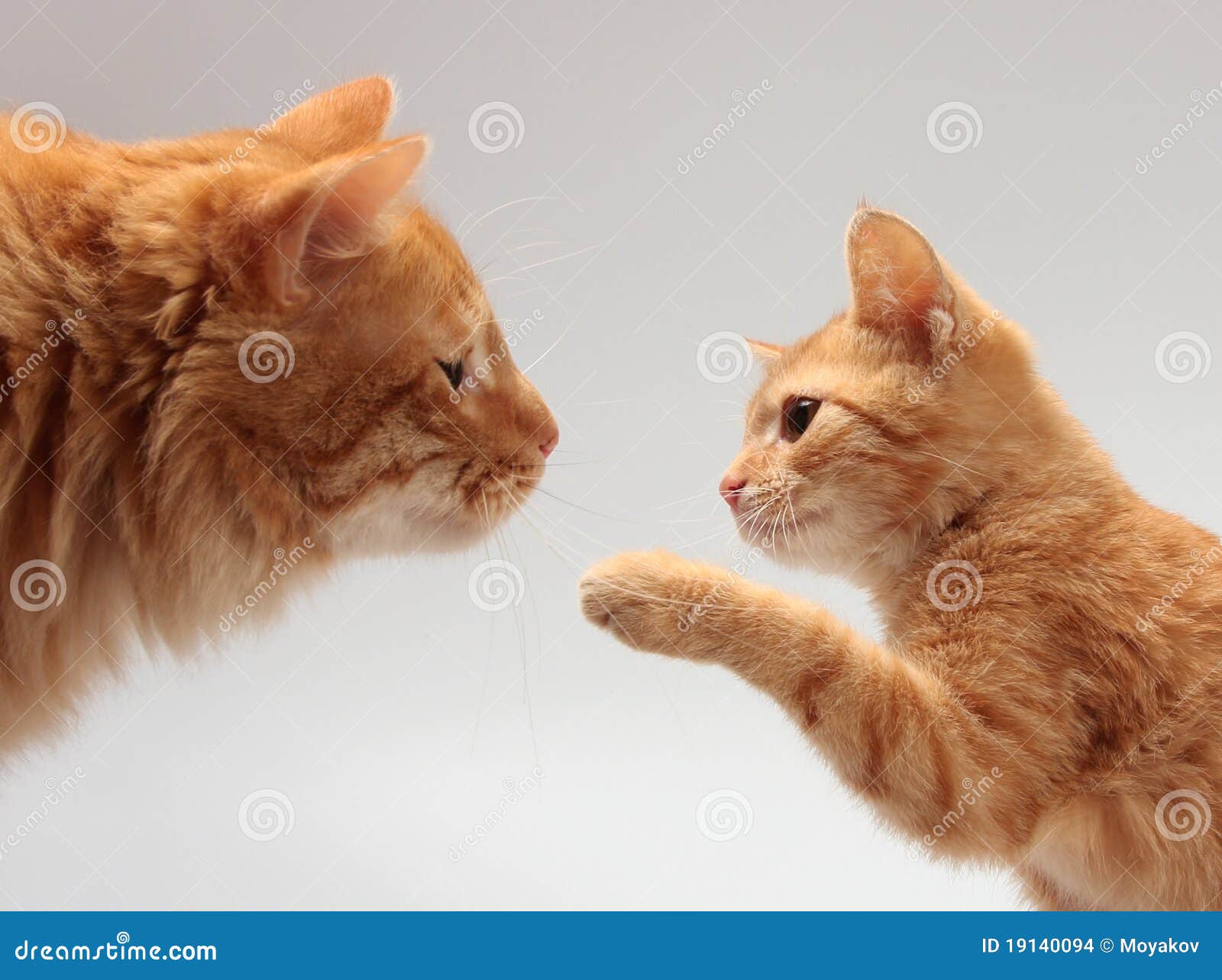 Two orange cat stock photo. Image of kitten, adult, pets - 19140094
