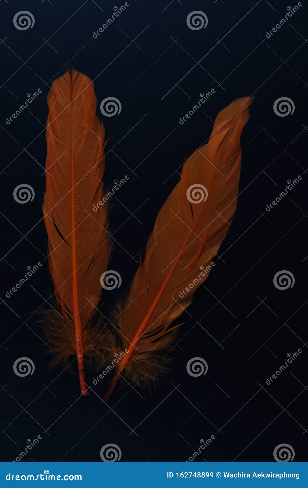 Two Orange Color Feather on Black Background Stock Image - Image of ...