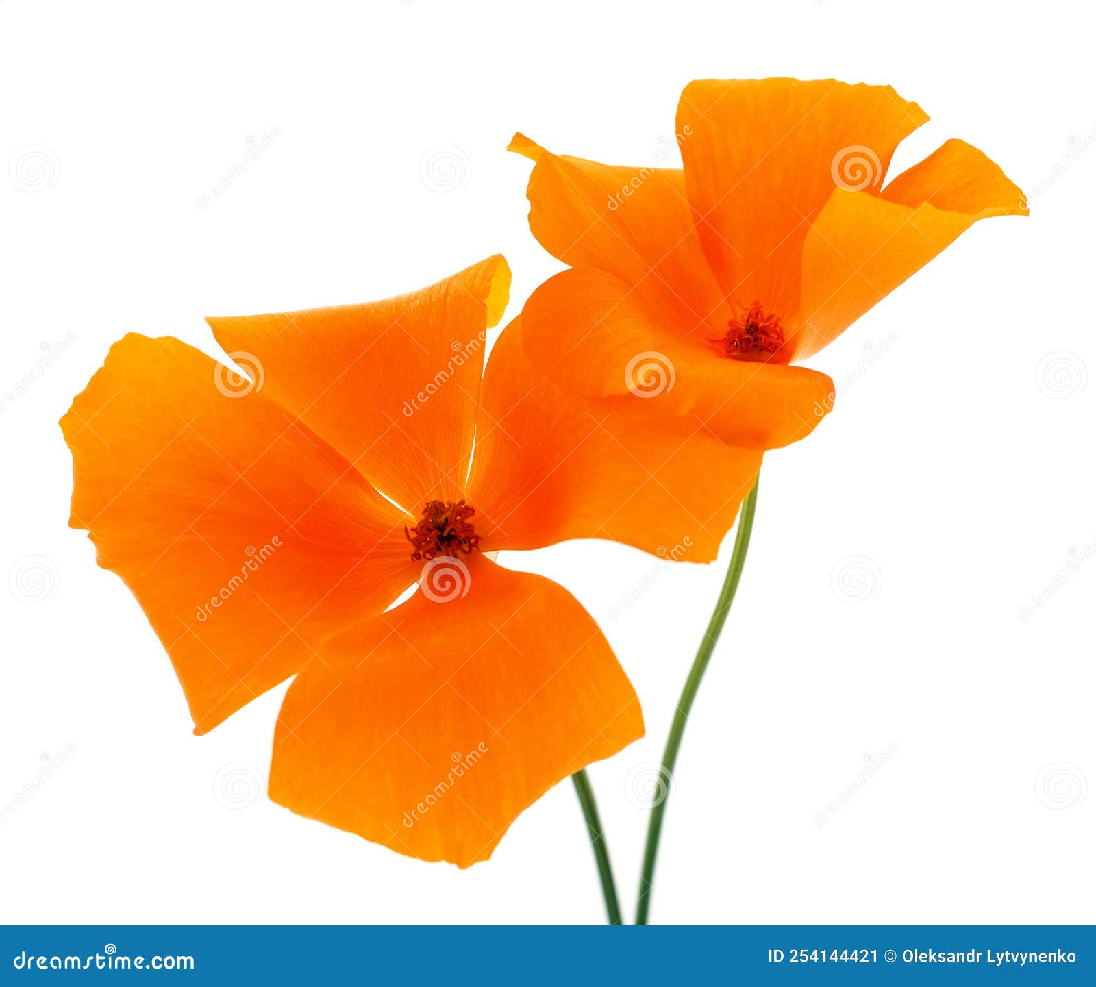 Two orange flowers stock image. Image of flower, plant - 254144421