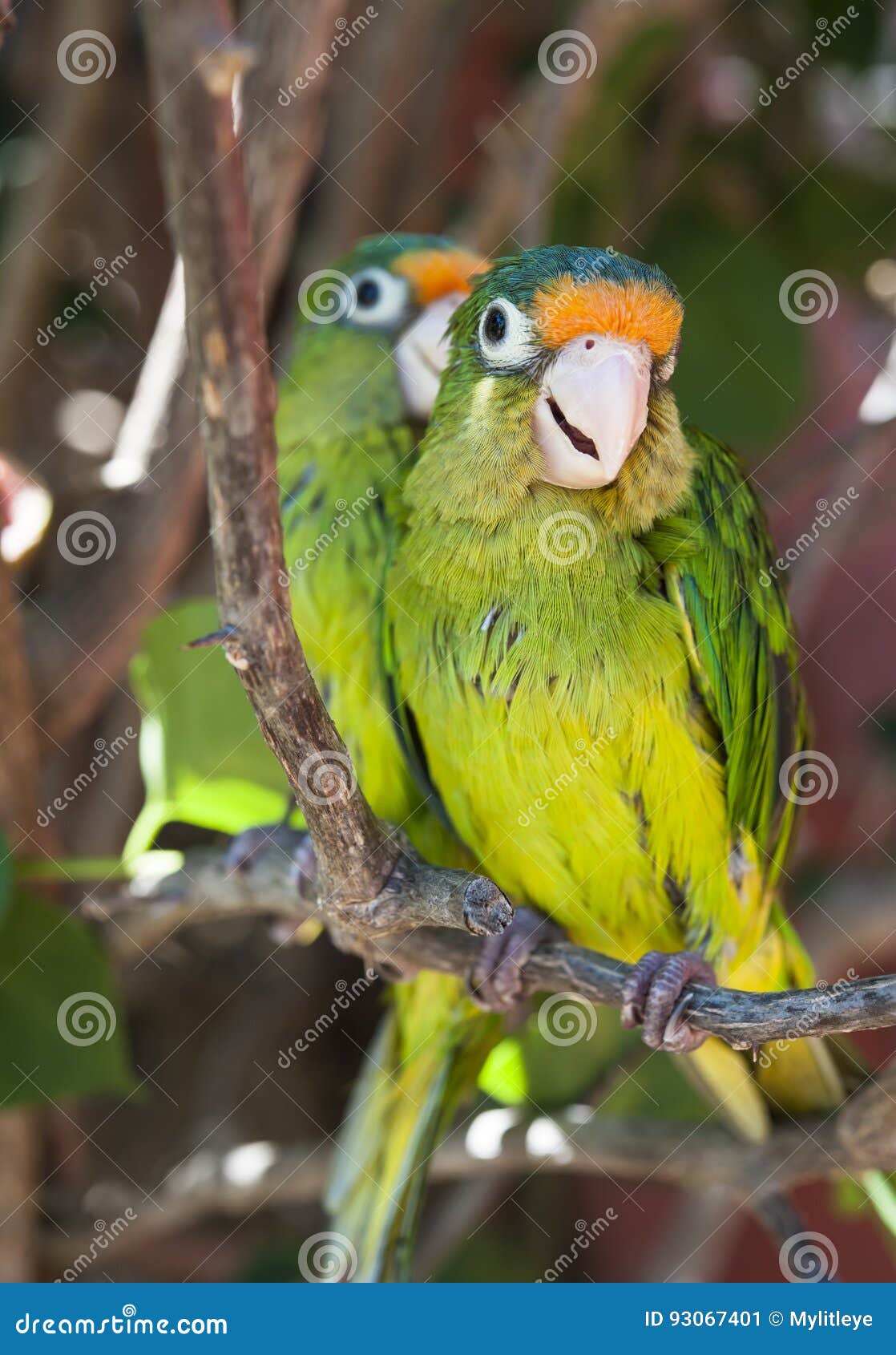 Two Orange Fronted Parakeets Stock Image - Image of nature, pair: 93067401