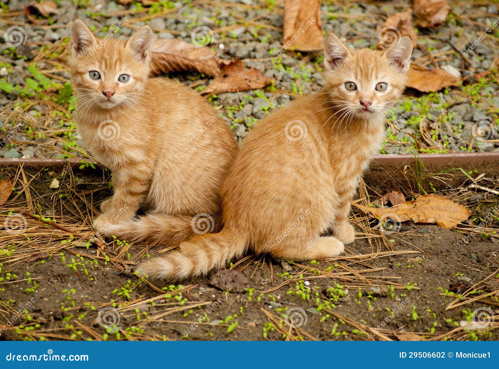 Two orange kittens stock photo. Image of eyes, animal - 29506602
