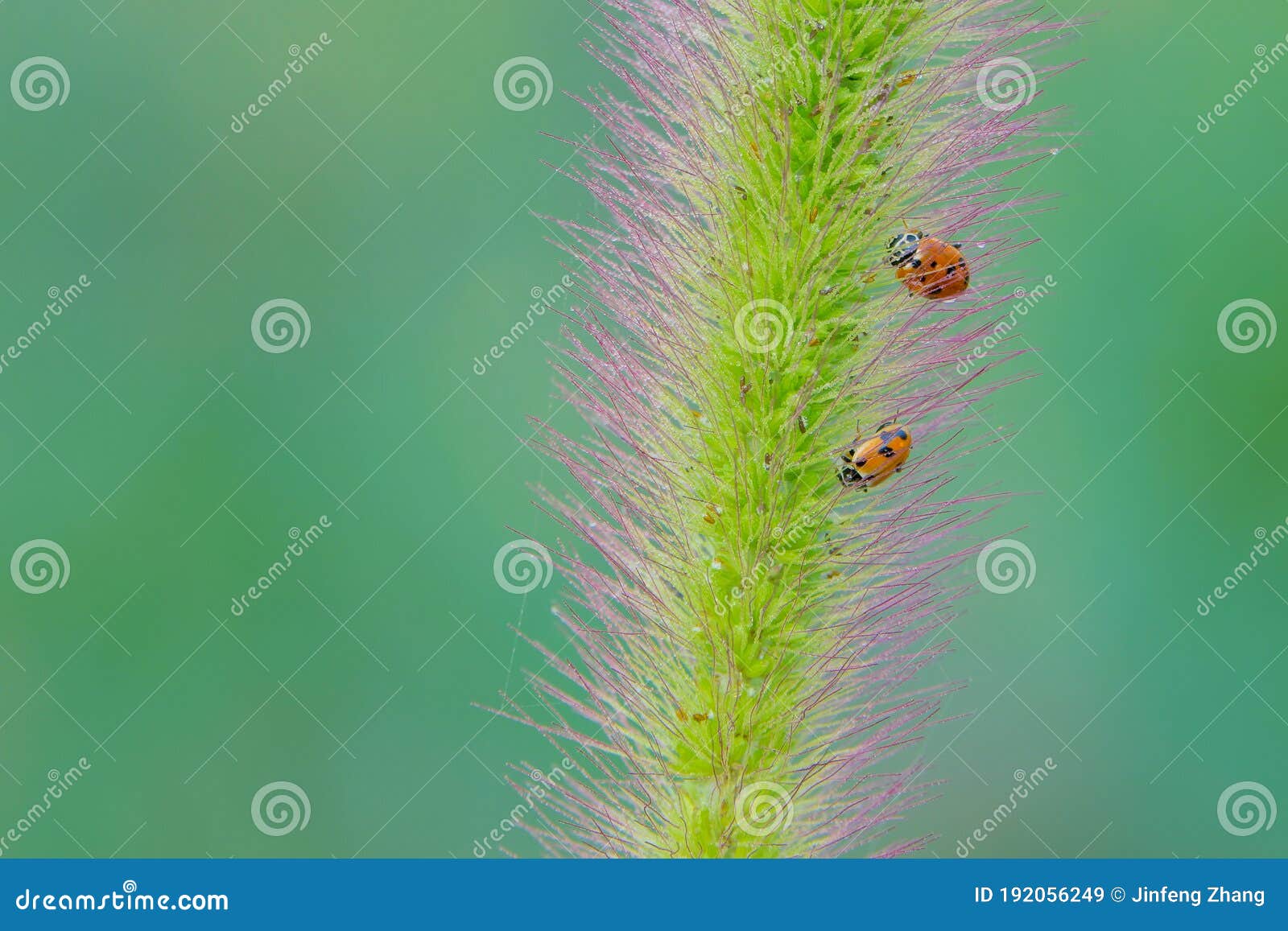 Ladybug on grass ear stock image. Image of lady, insects - 192056249