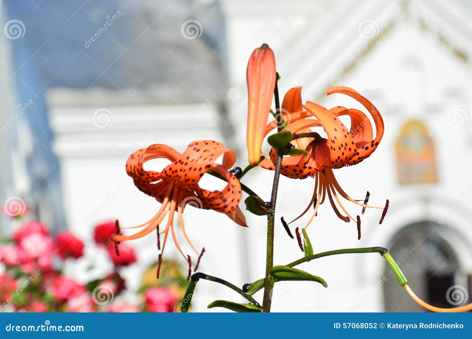 Two Orange Lily Flower on a Stalk Stock Photo - Image of horizontal ...