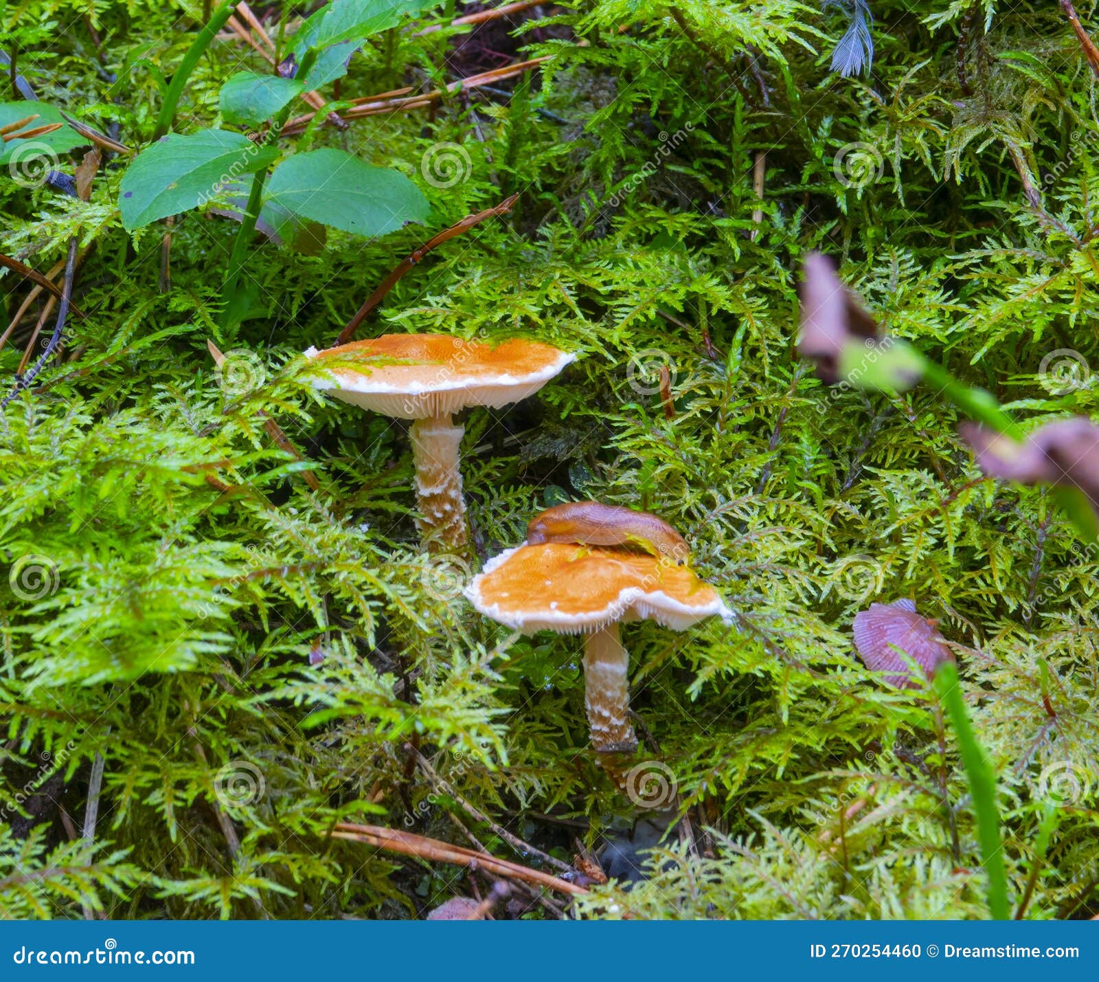 Two Orange Mushrooms in Moss Stock Photo - Image of brown, nature ...