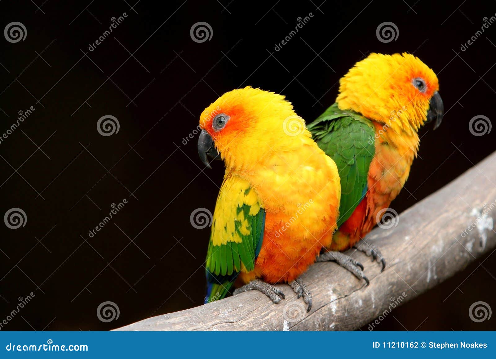 2,369 Orange Parrots Stock Photos - Free & Royalty-Free Stock Photos ...