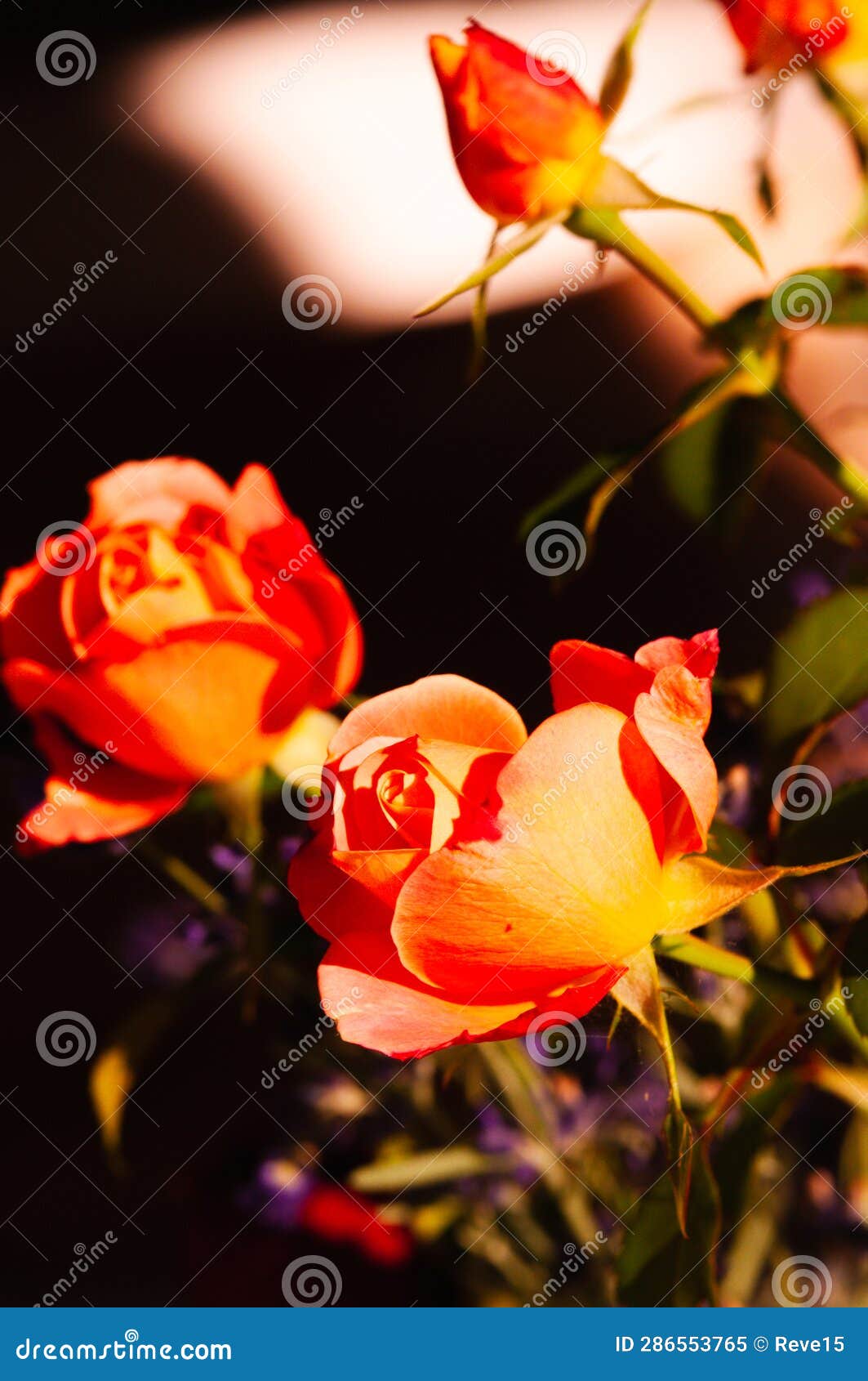 Two Orange Roses in Full Bloom with Two Orange Rose Buds Stock Image ...