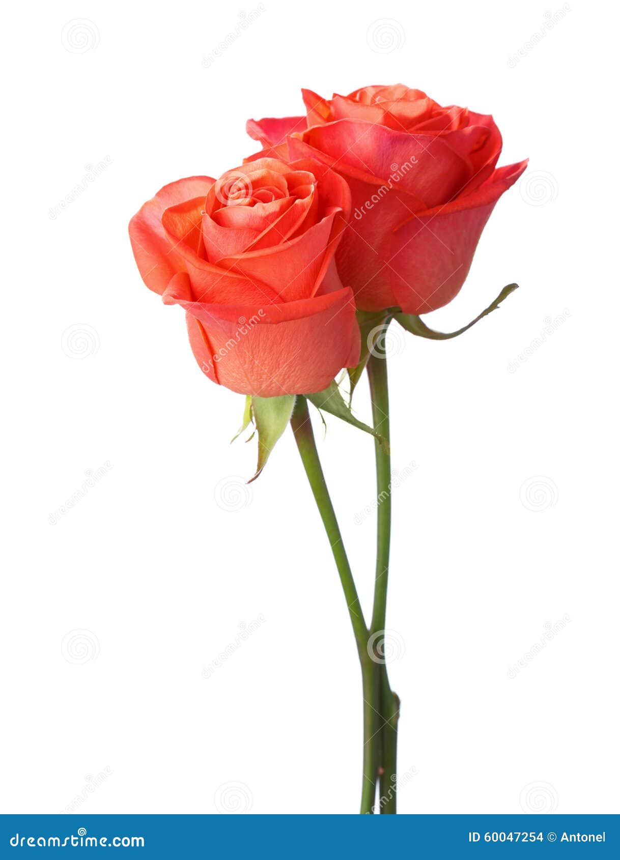 Two orange roses stock photo. Image of isolate, beauty - 60047254