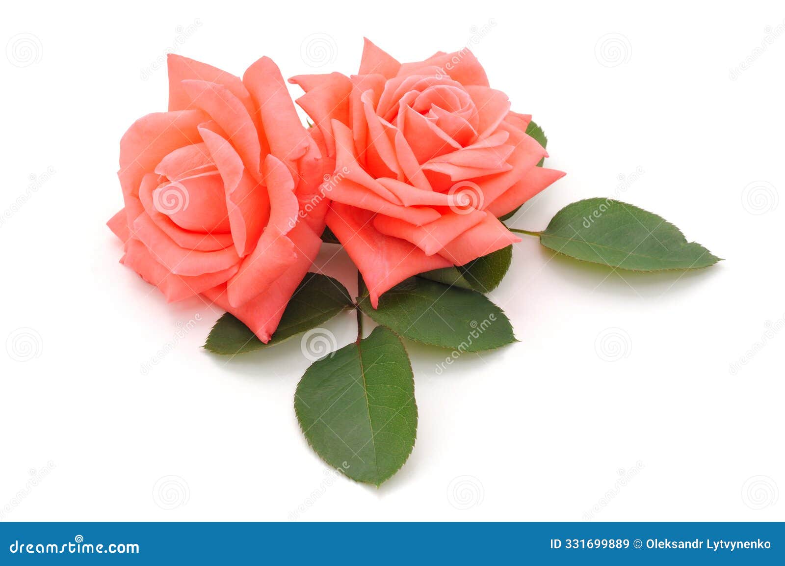 Two orange roses stock image. Image of closeup, leaf - 331699889