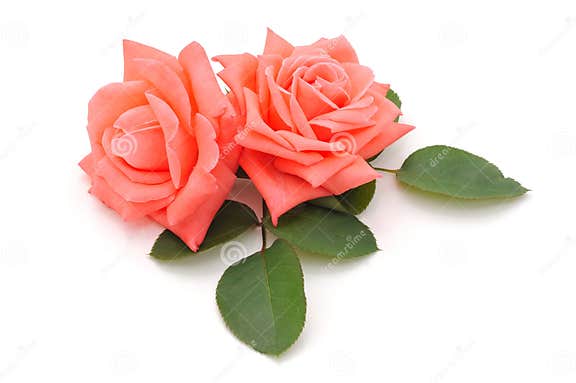 Two orange roses stock image. Image of closeup, leaf - 331699889
