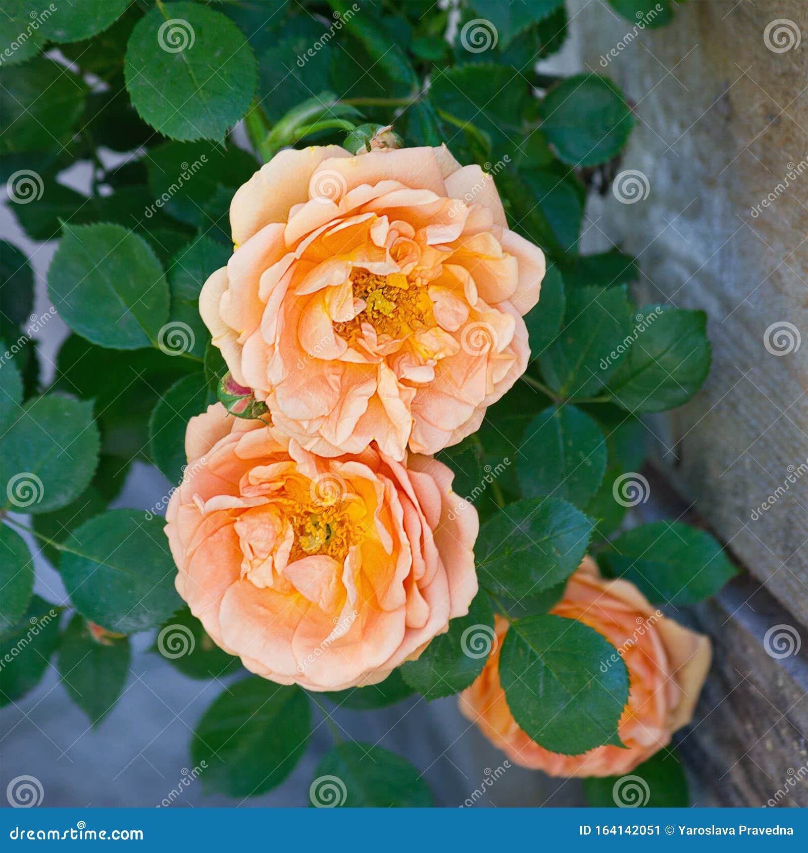 Two orange roses stock image. Image of blossom, outdoors - 164142051