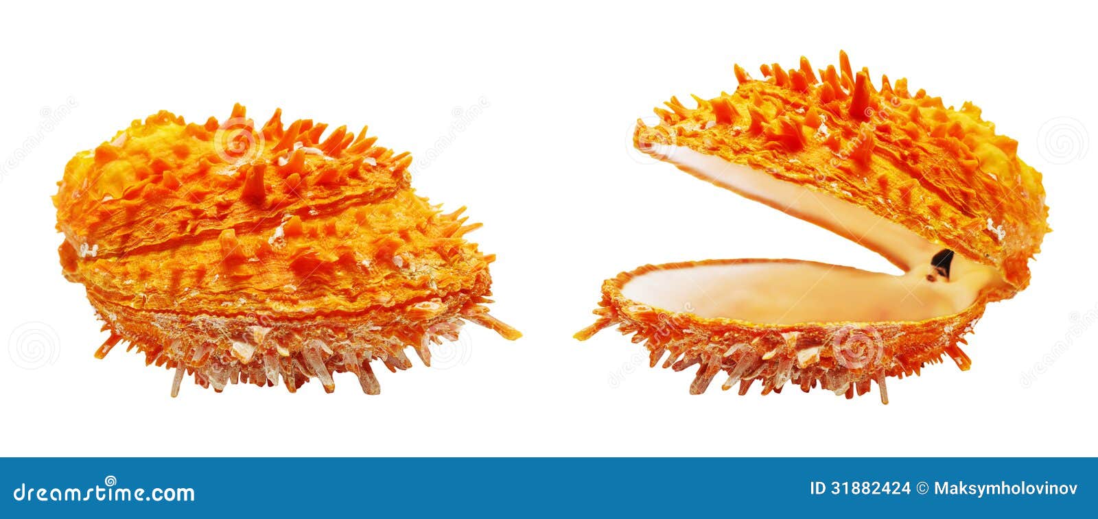 Two orange seashell stock photo. Image of isolated, ajar - 31882424
