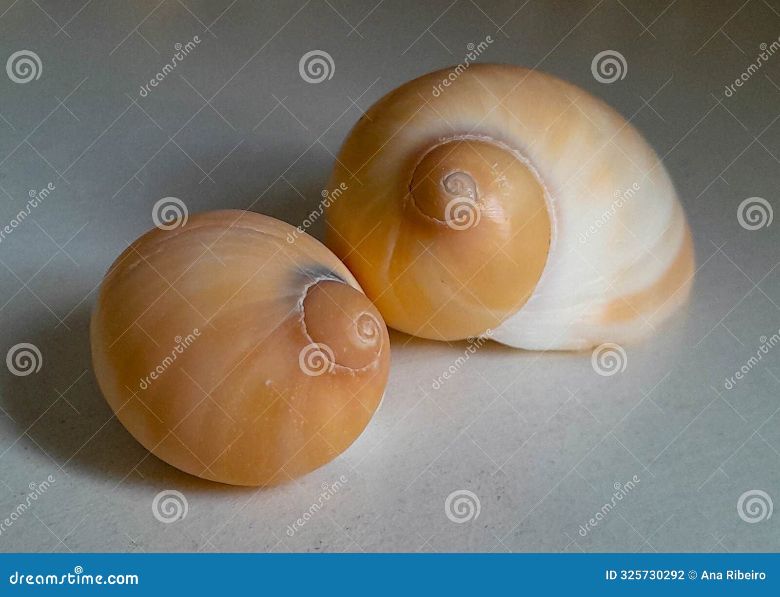 Two Orange Shells Featuring the Fibonacci Spiral Stock Photo - Image of ...